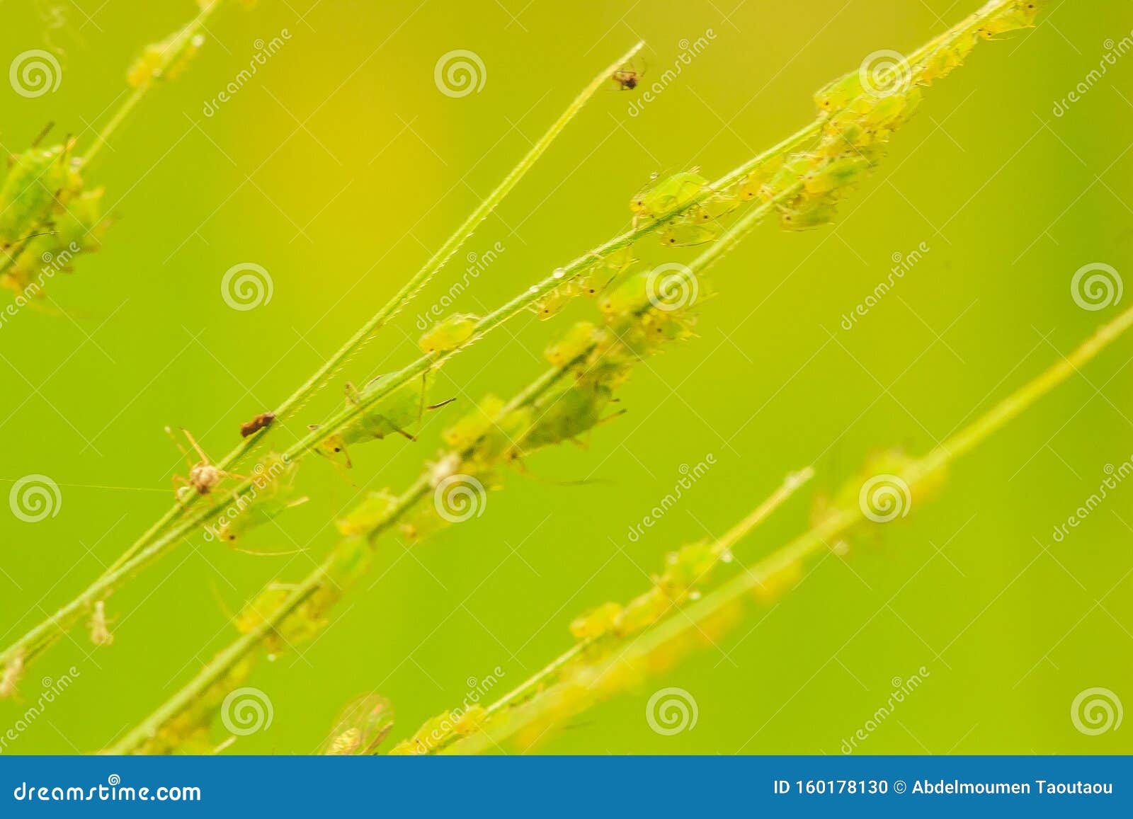 Aphids stock photo. Image of agricultural, life, insect - 160178130