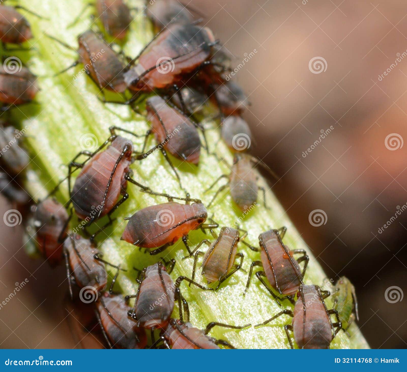 Aphids stock photo. Image of garden, aphidoidea, animal - 32114768