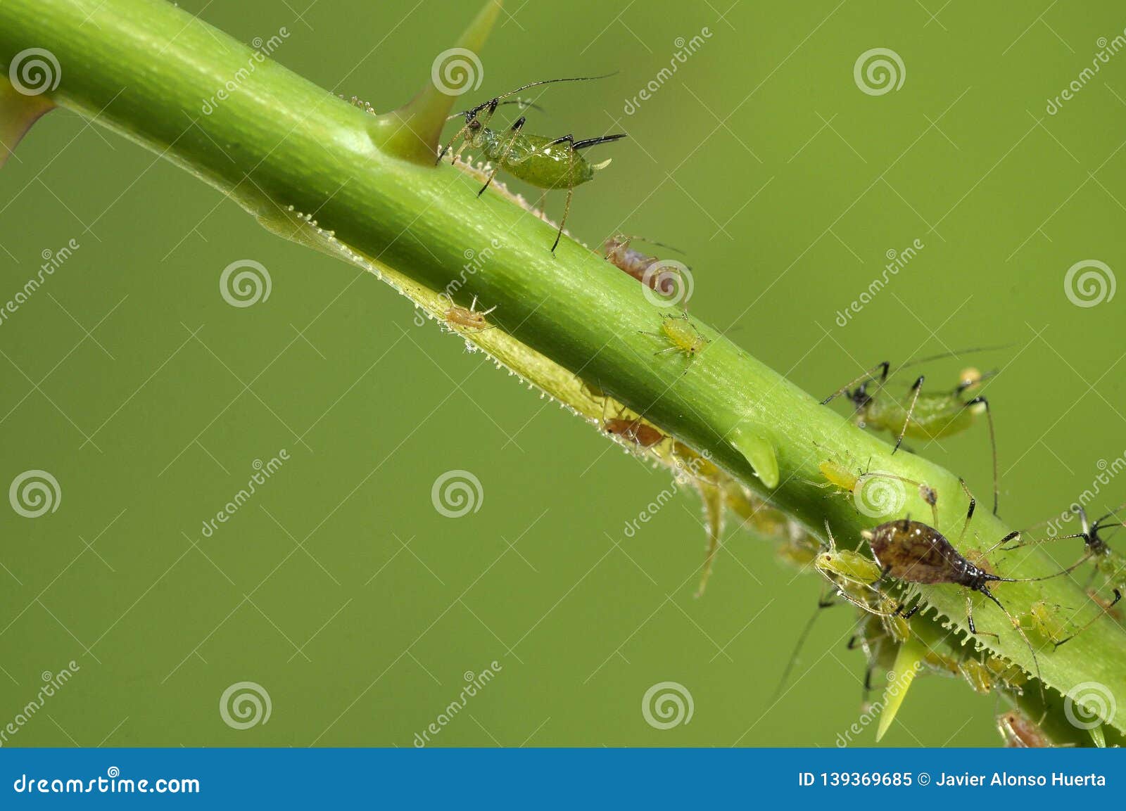 Aphids On A Branch, Orchard, Garden Insects, Royalty-Free Stock Photo ...