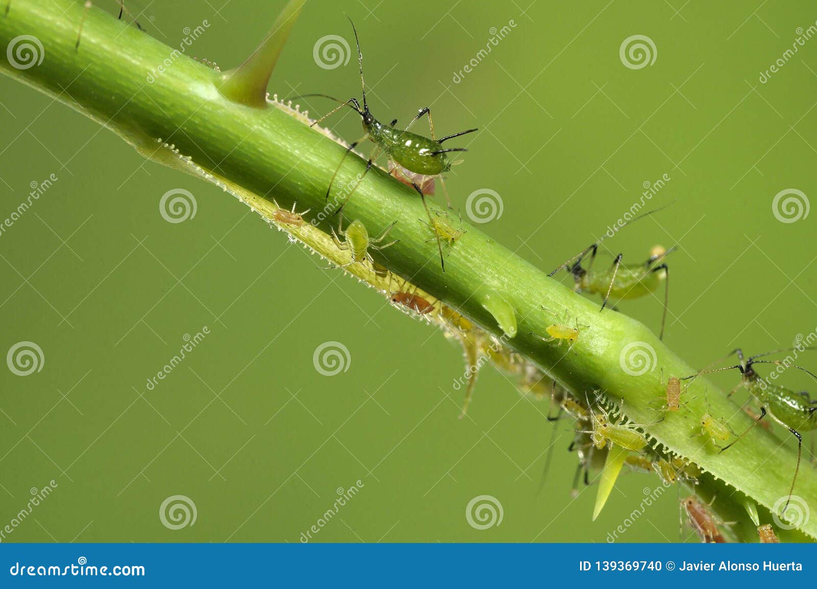 Aphids on a Branch, Orchard, Garden Insects, Stock Photo - Image of ...