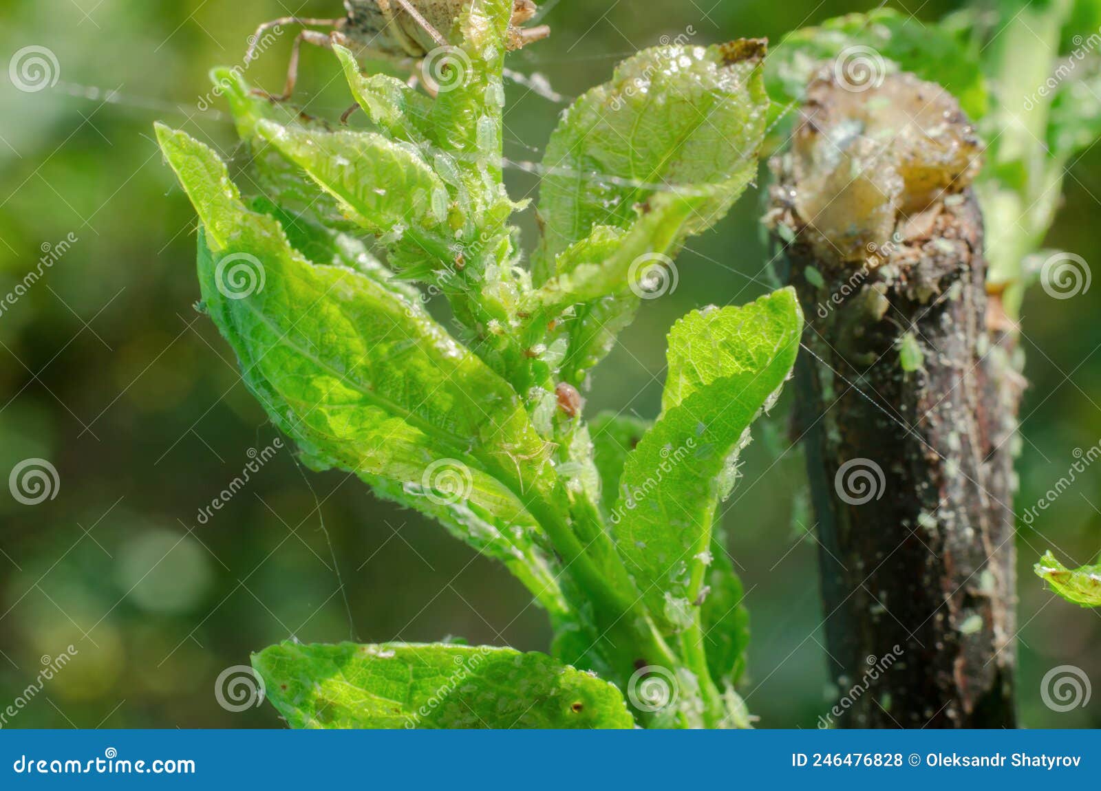 Aphids on a Branch of a Tree. Tree Diseases, Horticulture Stock Photo ...