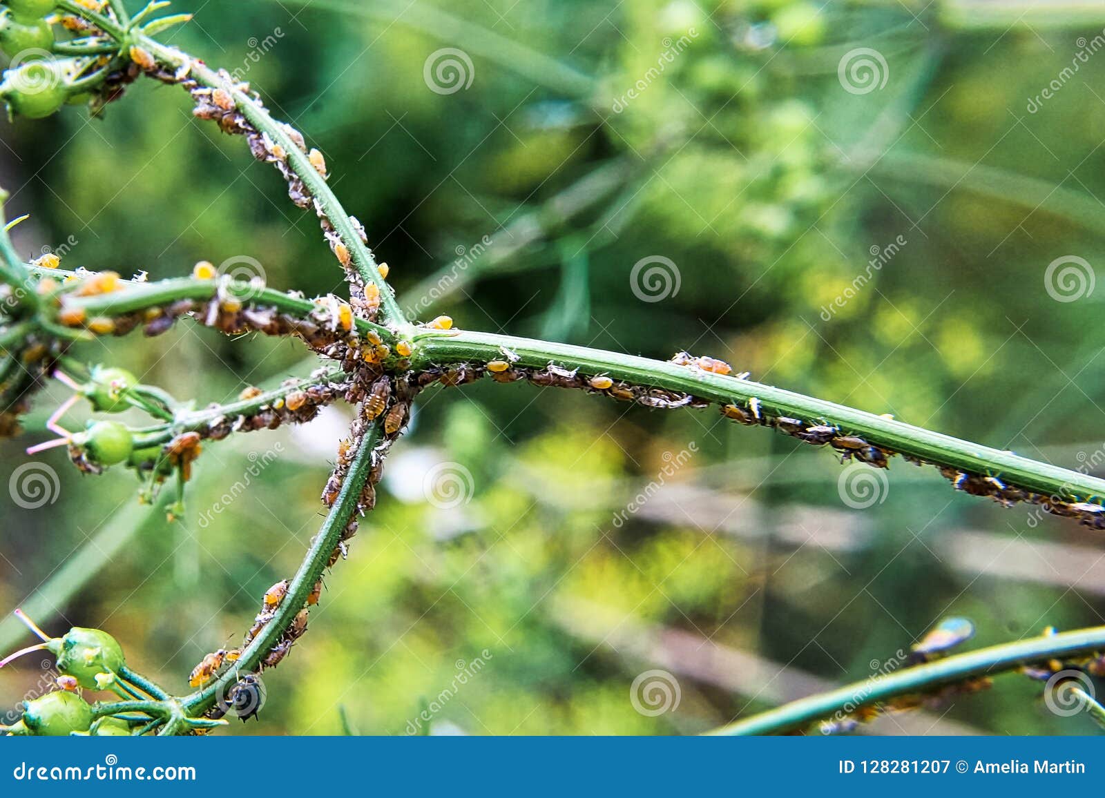 Aphids Crawling Over a Corriender Stem in the Garden Stock Image ...