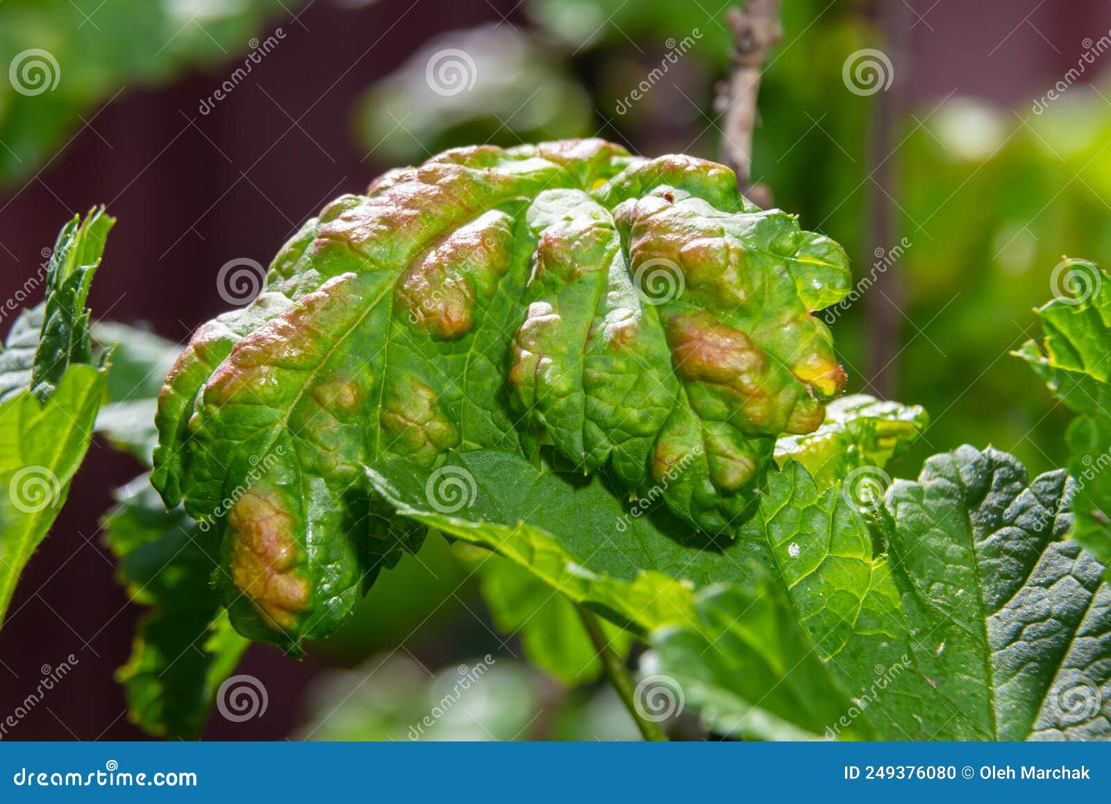 Aphids Curled Foliage, Close Up Leaf Curled on Cherry Tree, Prunus Sp ...
