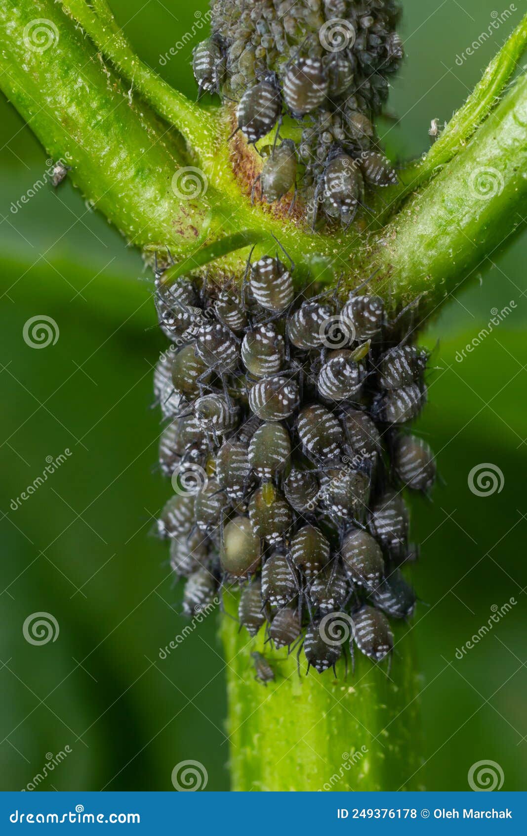 Aphids Curled Foliage, Close Up Leaf Curled on Cherry Tree, Prunus Sp ...