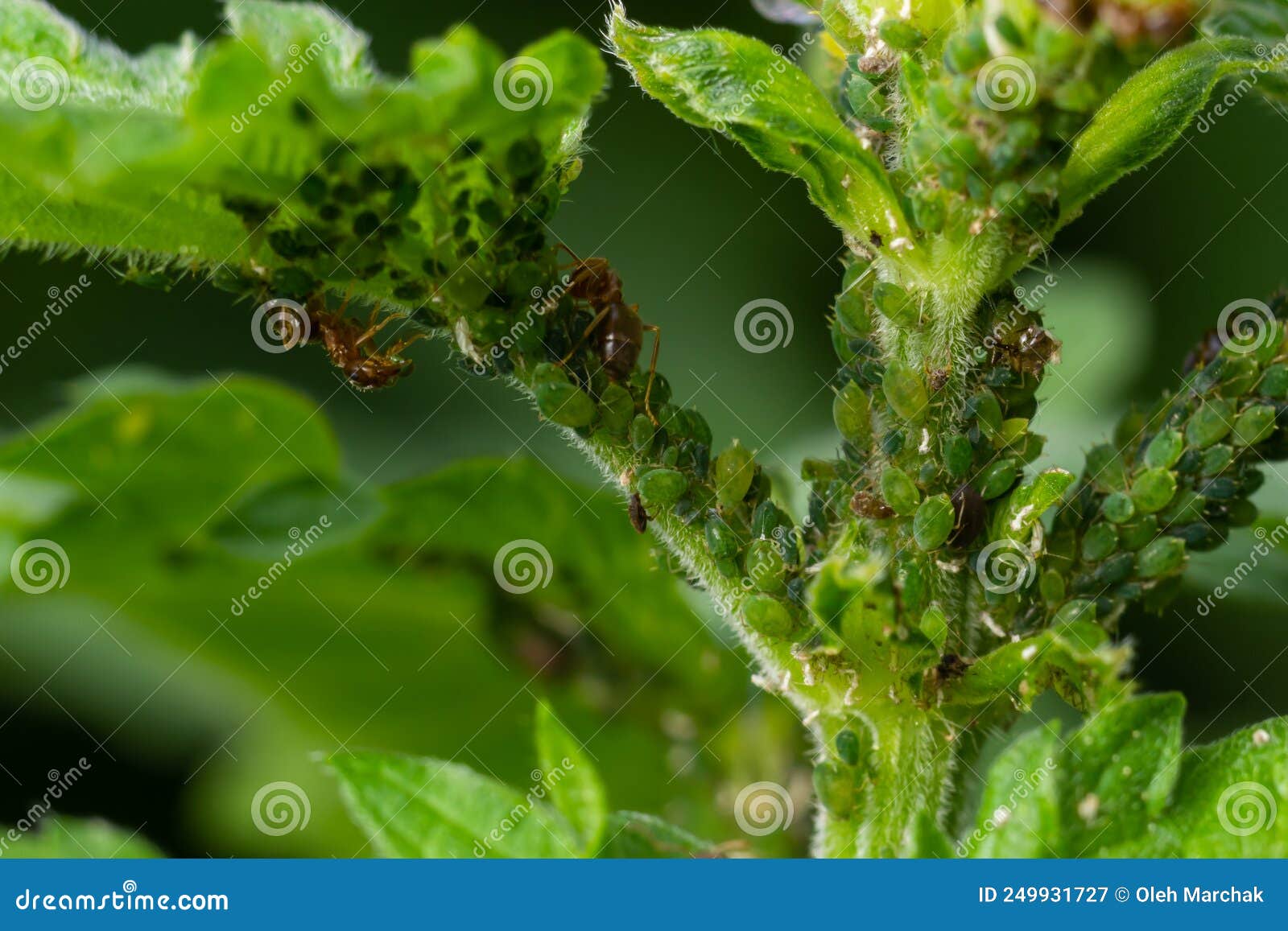 Aphids Curled Foliage, Close Up Leaf Curled on Cherry Tree, Prunus Sp ...
