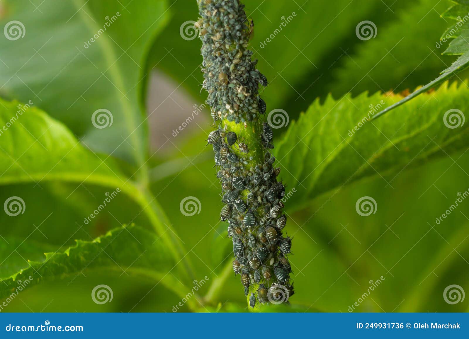 Aphids Curled Foliage, Close Up Leaf Curled on Cherry Tree, Prunus Sp ...
