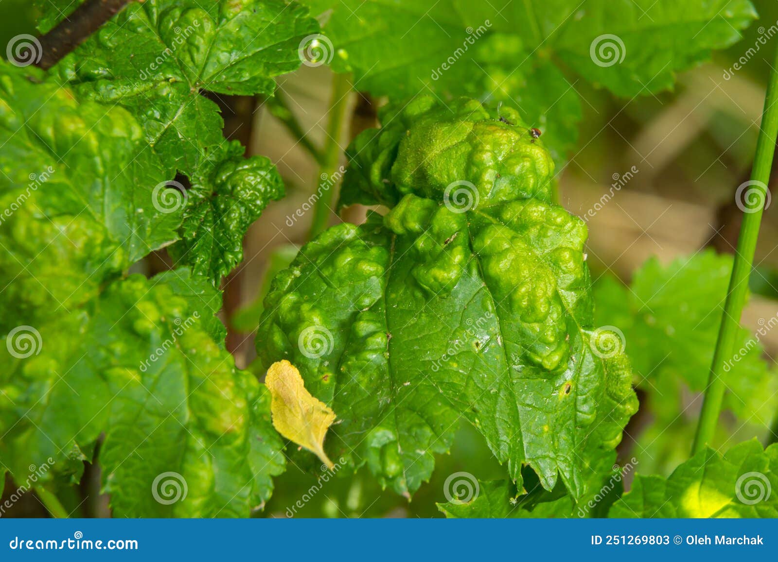 Aphids Curled Foliage, Close Up Leaf Curled on Cherry Tree, Prunus Sp ...