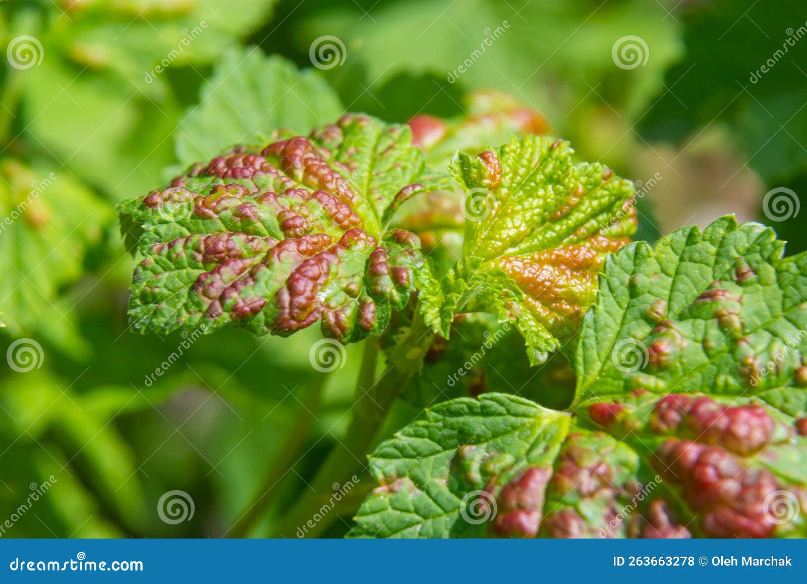 Aphids Curled Foliage, Close Up Leaf Curled on Cherry Tree, Prunus Sp ...
