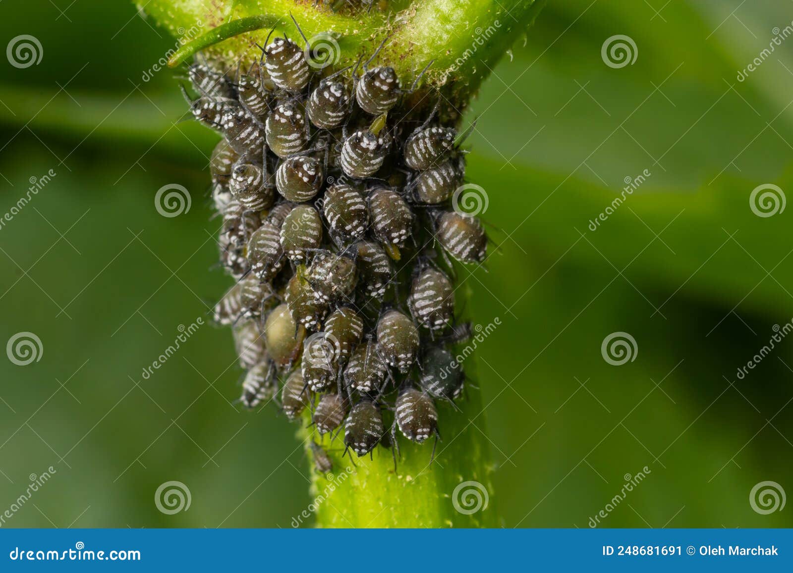 Aphids Curled Foliage, Close Up Leaf Curled on Cherry Tree, Prunus Sp ...