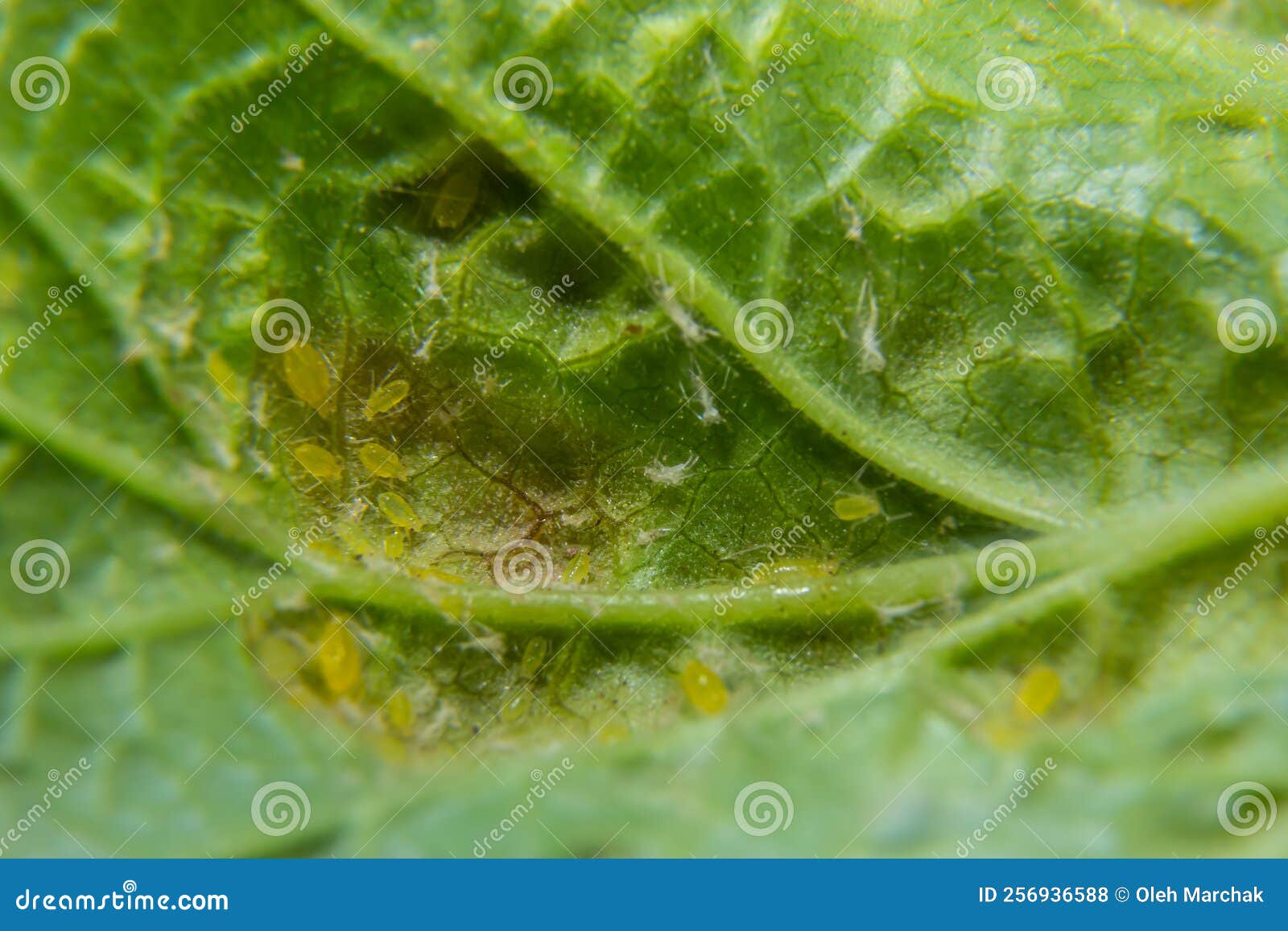 Aphids Curled Foliage, Close Up Leaf Curled on Cherry Tree, Prunus Sp ...