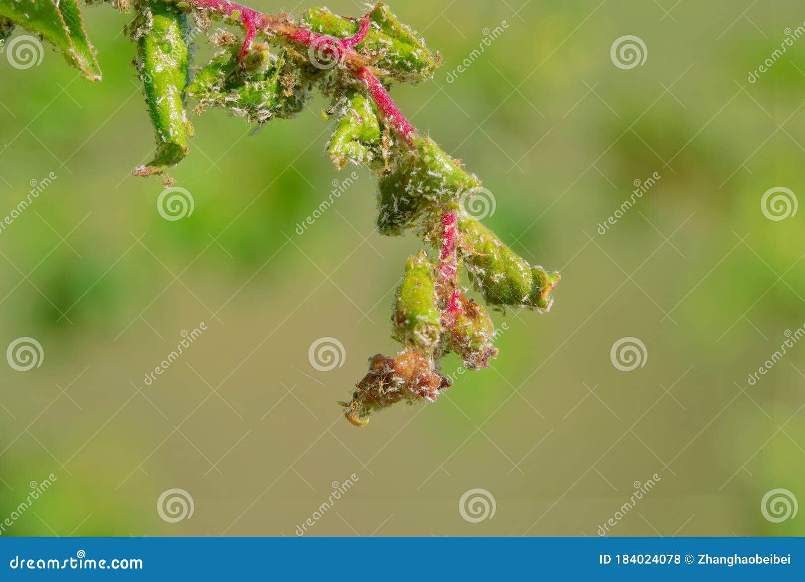 Aphids damage plant stock photo. Image of aphid, nature - 184024078