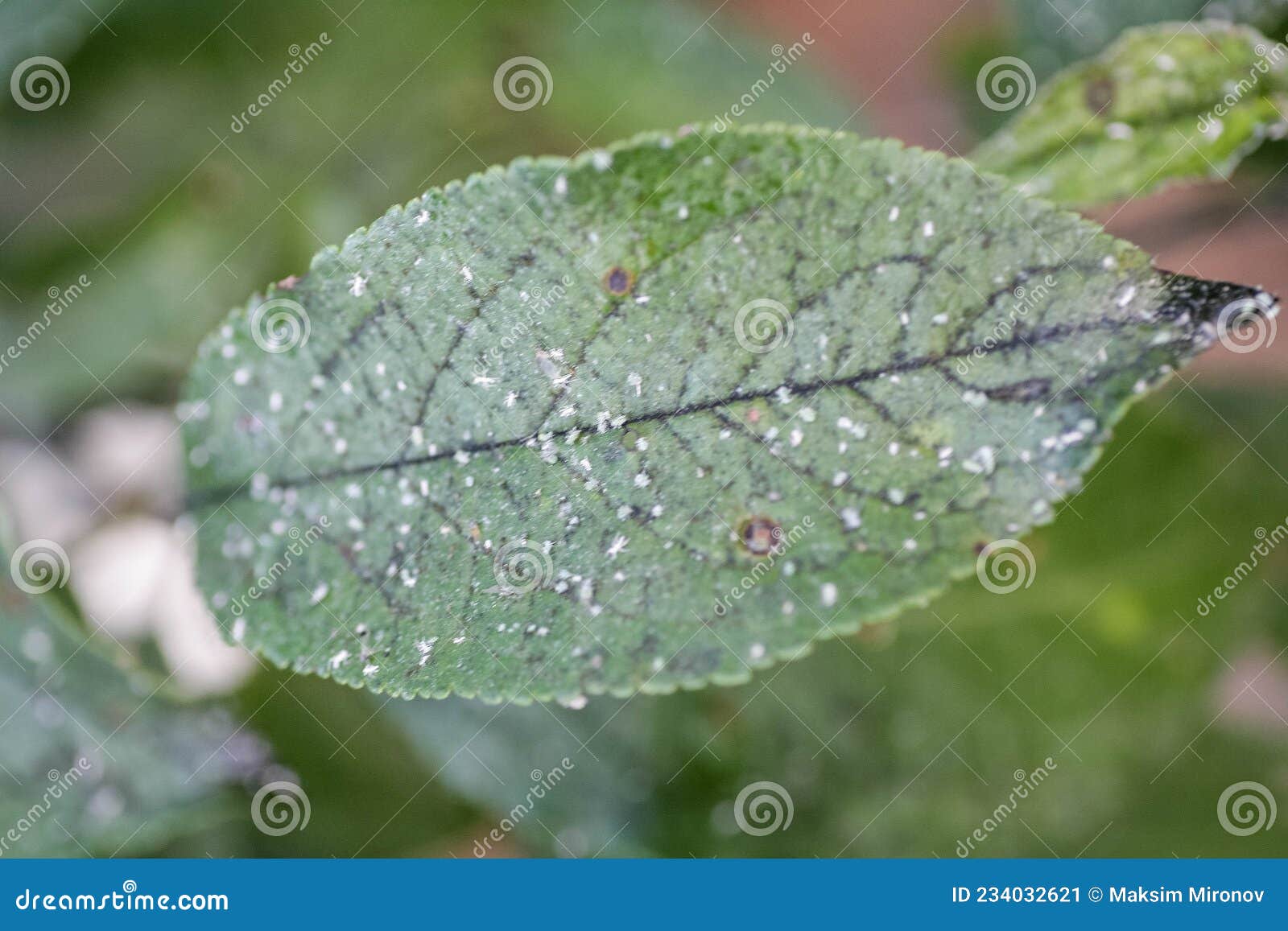 Aphids Damaged Leaf by Pests and Diseases Stock Image - Image of field ...