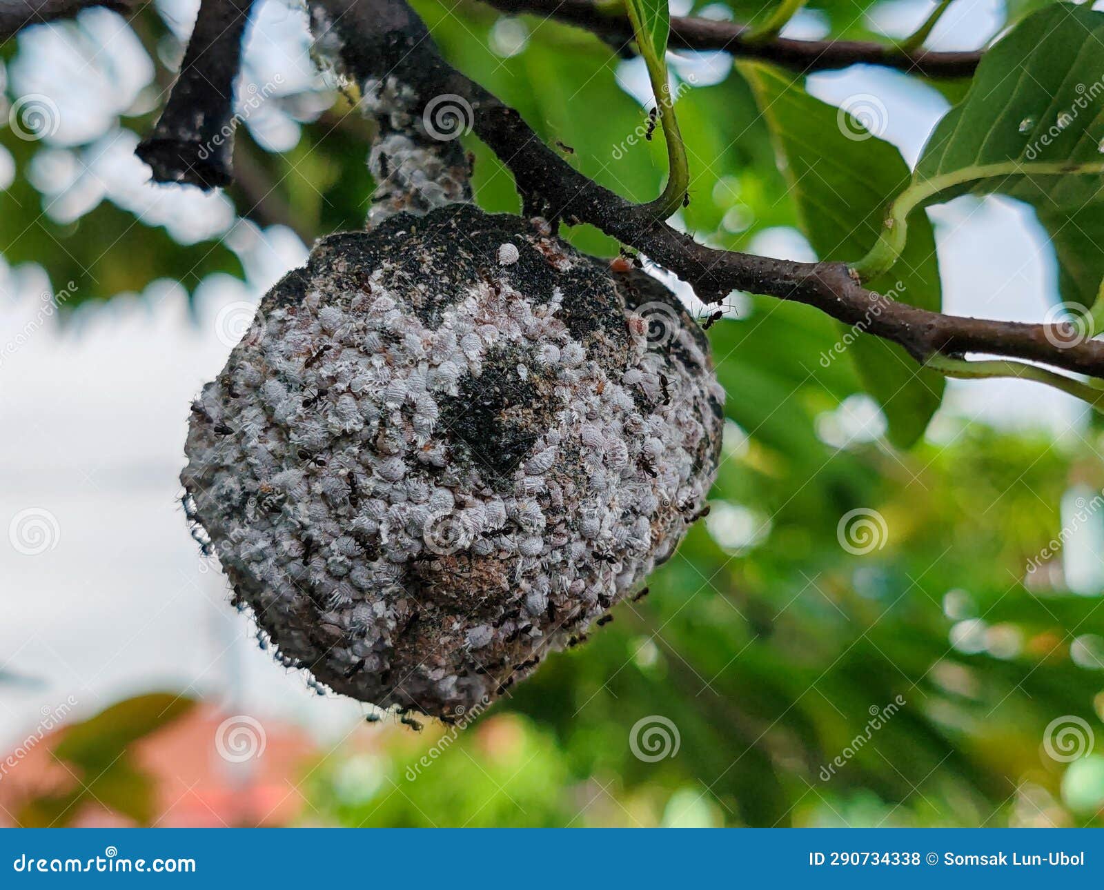 Aphids Excrete a Sugary Substance on Fruit. Stock Photo - Image of ...
