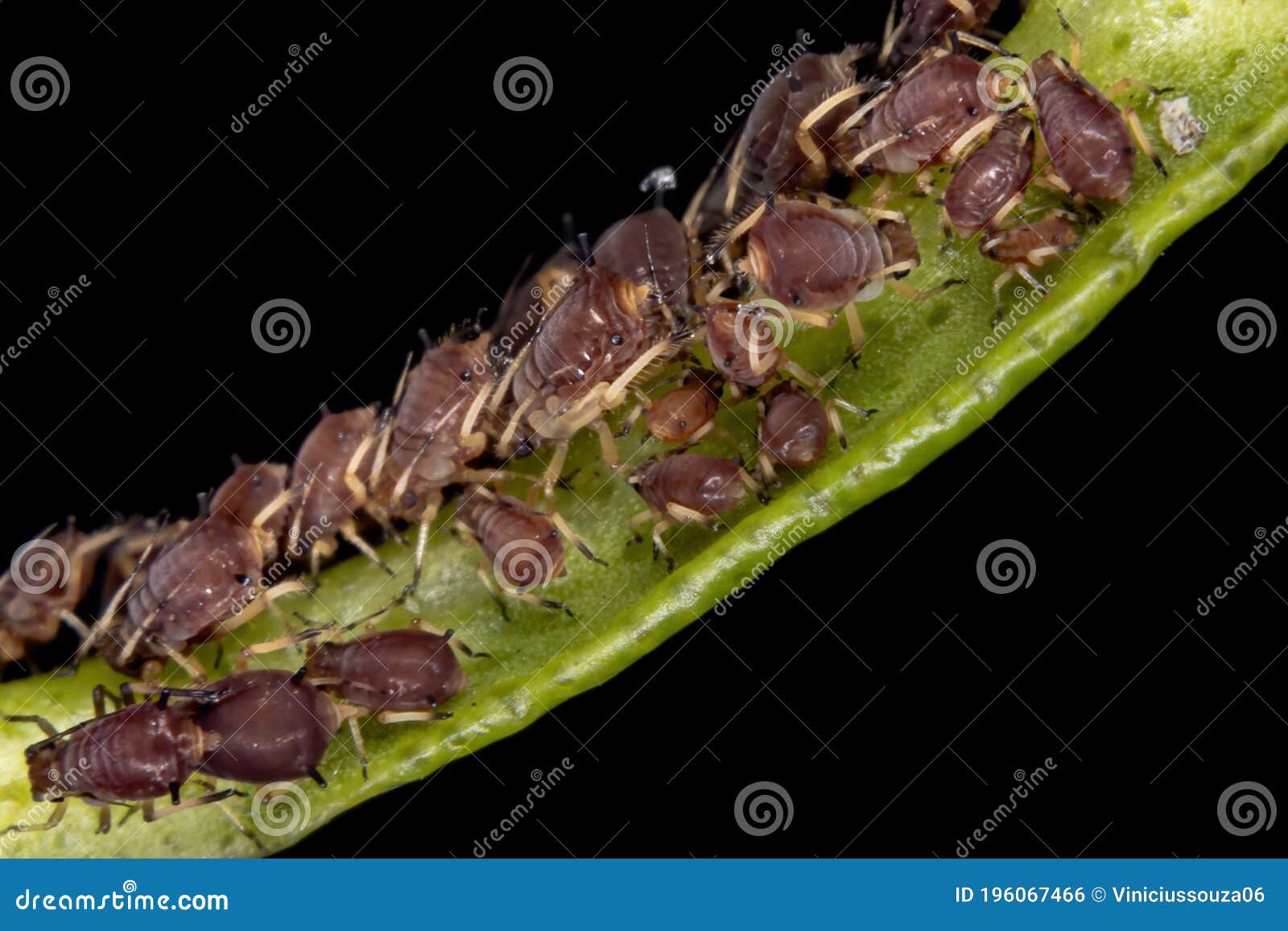 Aphids stock photo. Image of macro, aphidoidea, aphids - 196067466