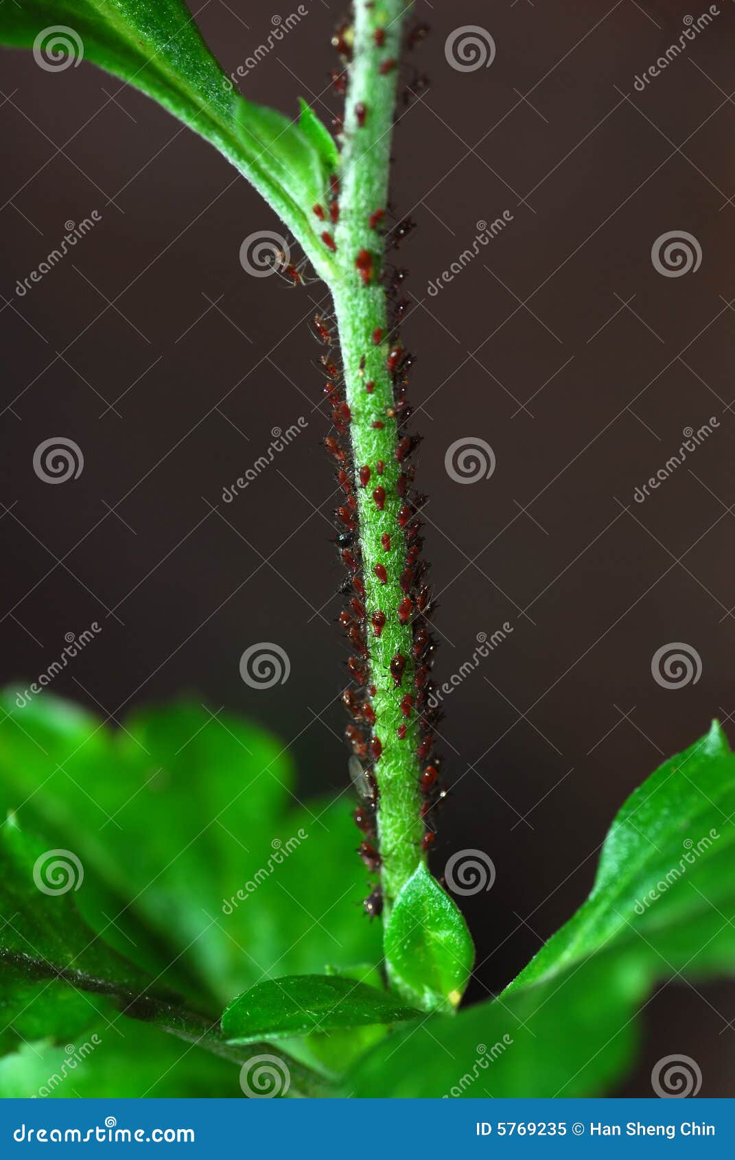 Aphids Feeding stock image. Image of crawl, micro, wildlife - 5769235