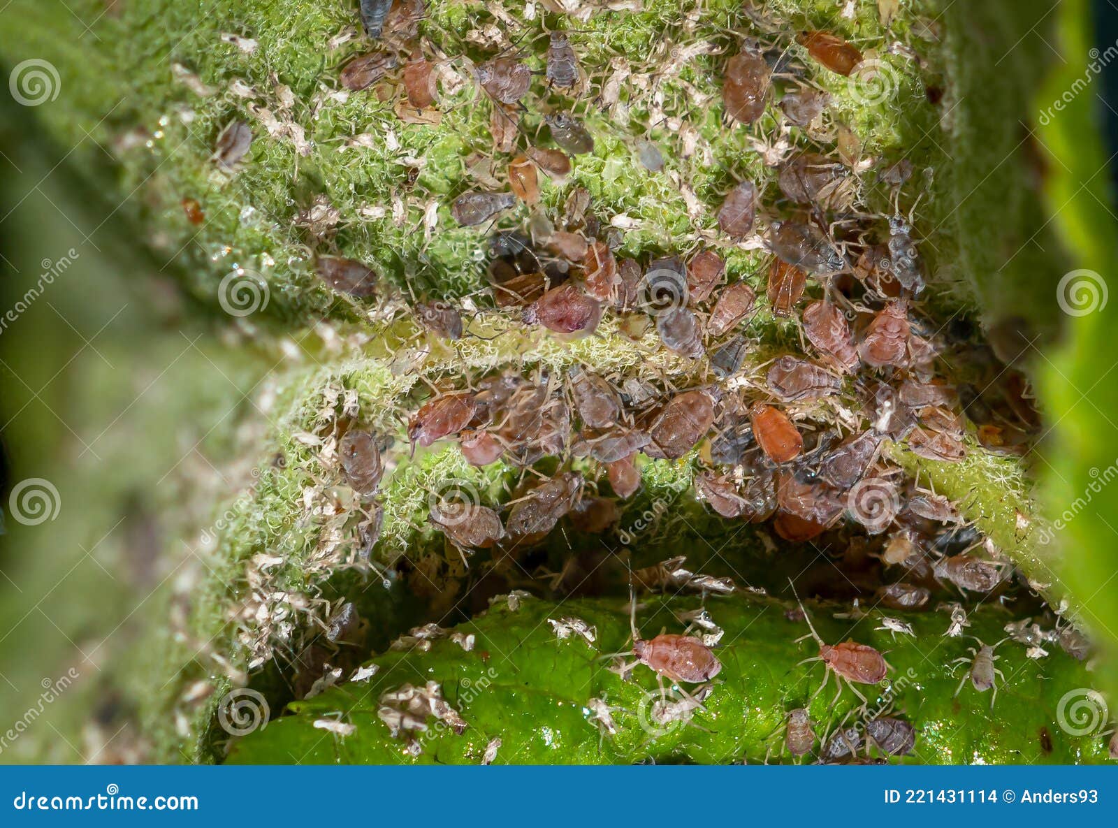 Aphids Feeding on an Apple Tree Leaf Stock Photo - Image of colony ...