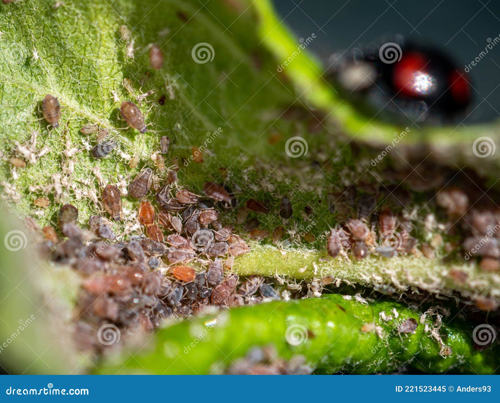 Aphids Feeding on an Apple Tree Leaf Stock Image - Image of leaves ...