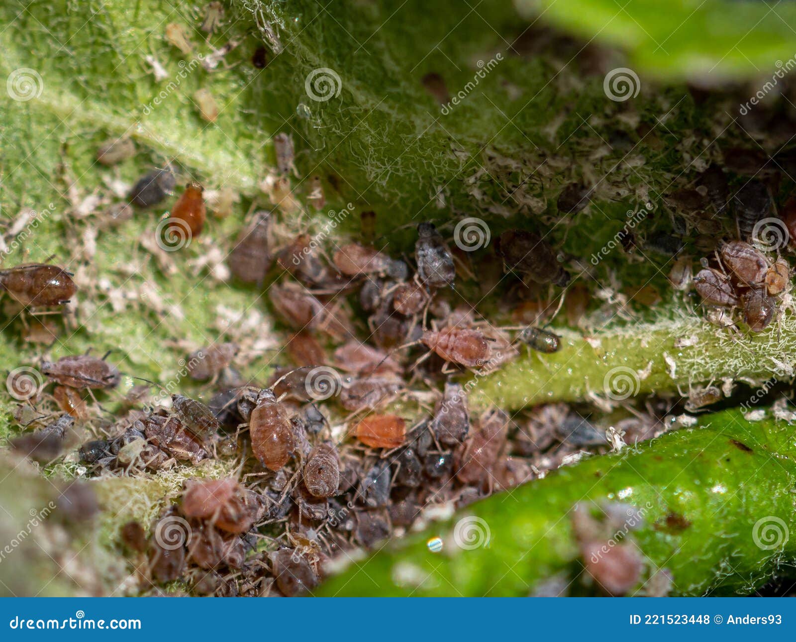 Aphids Feeding on an Apple Tree Leaf Stock Photo - Image of lice ...