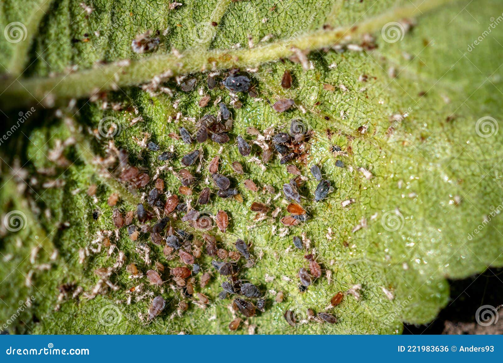Aphids Feeding on the Underneath of an Apple Tree Leaf Stock Photo ...