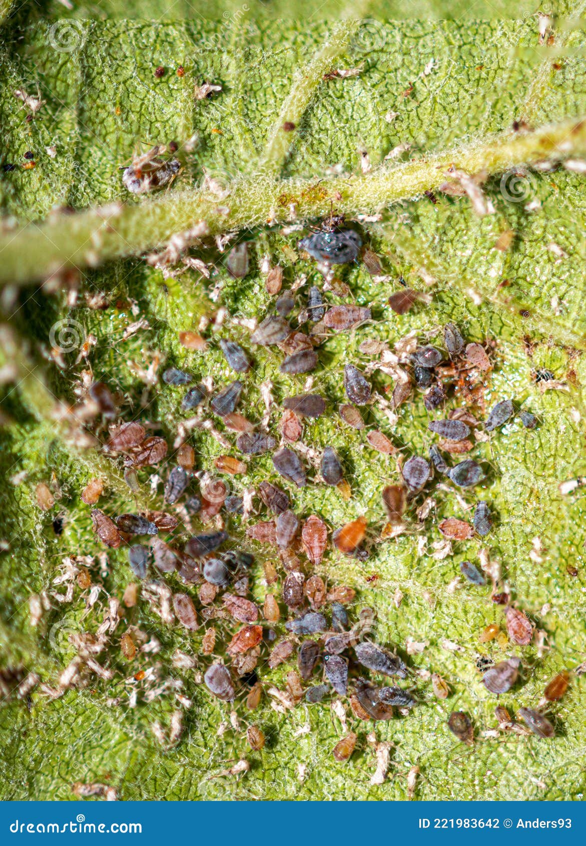Aphids Feeding on the Underneath of an Apple Tree Leaf Stock Photo ...