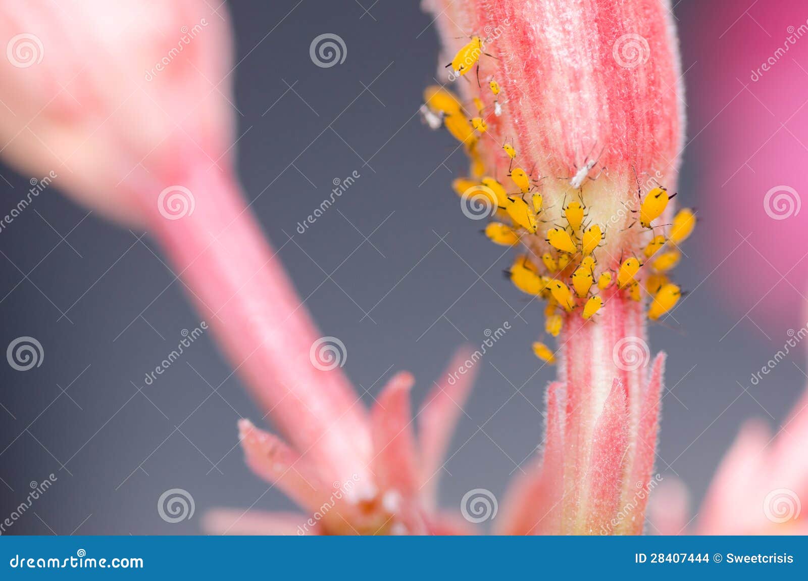 Aphids on the flower stock photo. Image of closeup, insect - 28407444