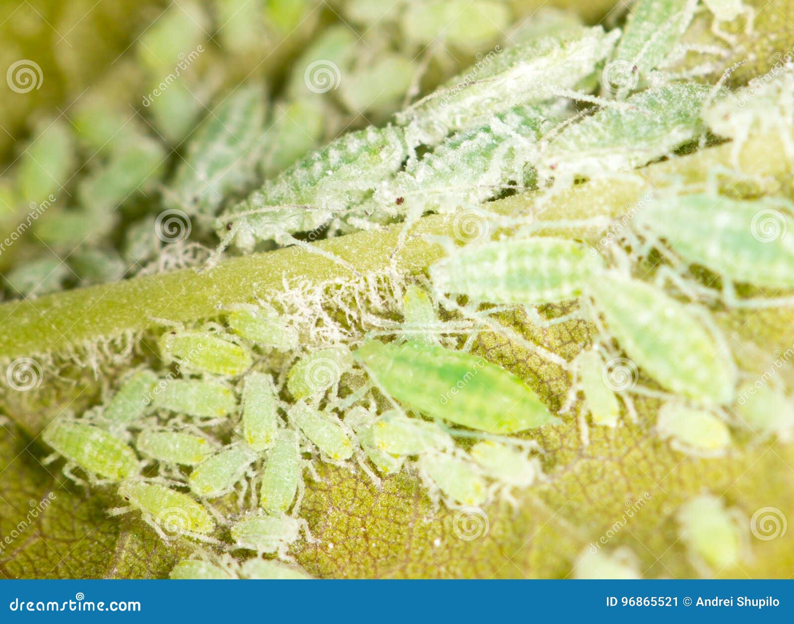 Aphids on a Green Leaf. Close Stock Image - Image of portrait, bustle ...