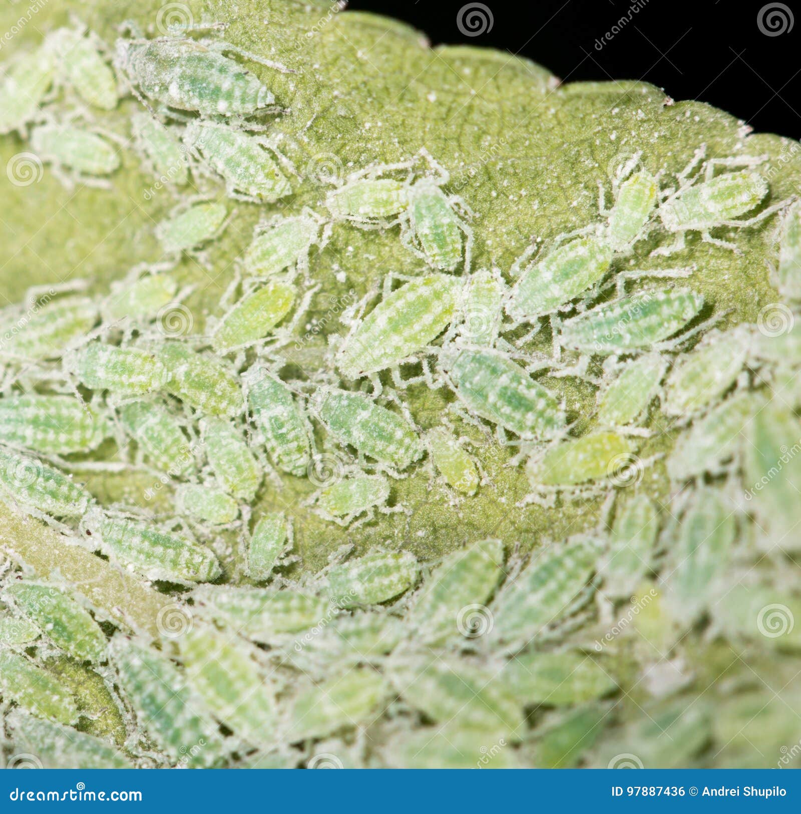 Aphids on a Green Leaf. Close Stock Photo - Image of portrait, aphids ...