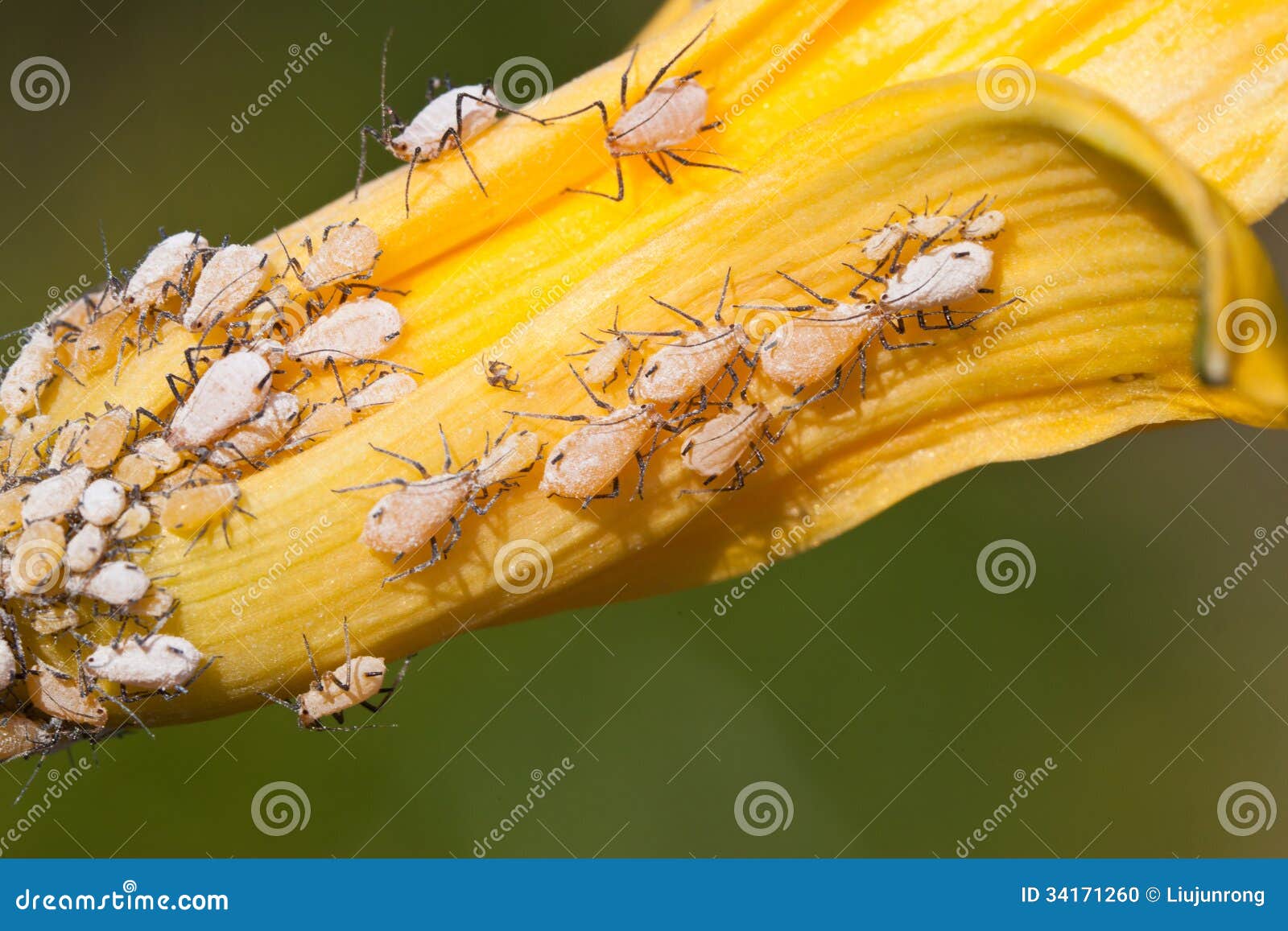Aphids on the Green Plant Leaf, in the Wild Stock Photo - Image of ...