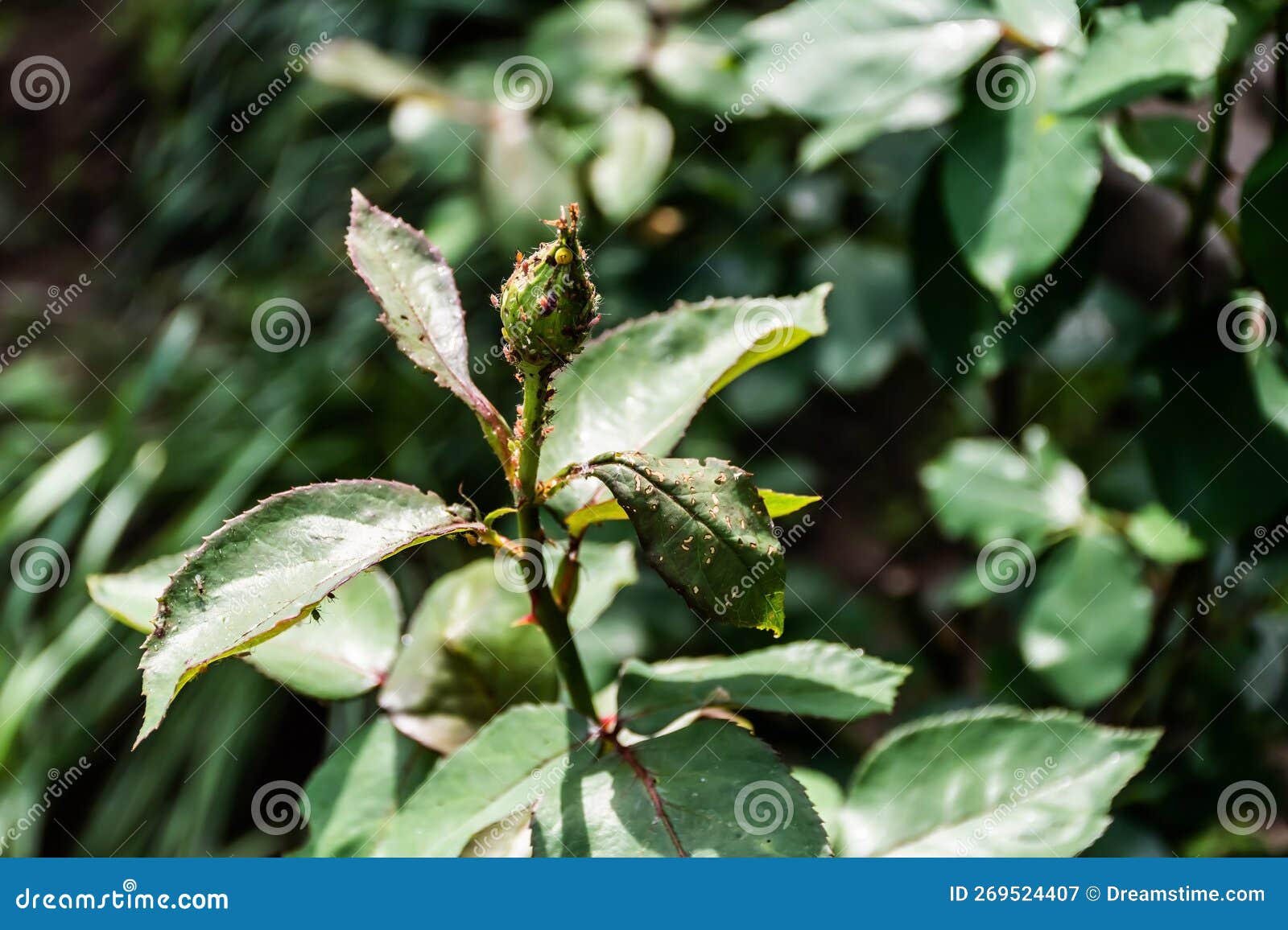 Aphids (greenfly and Blackfly) Stock Image - Image of infection ...