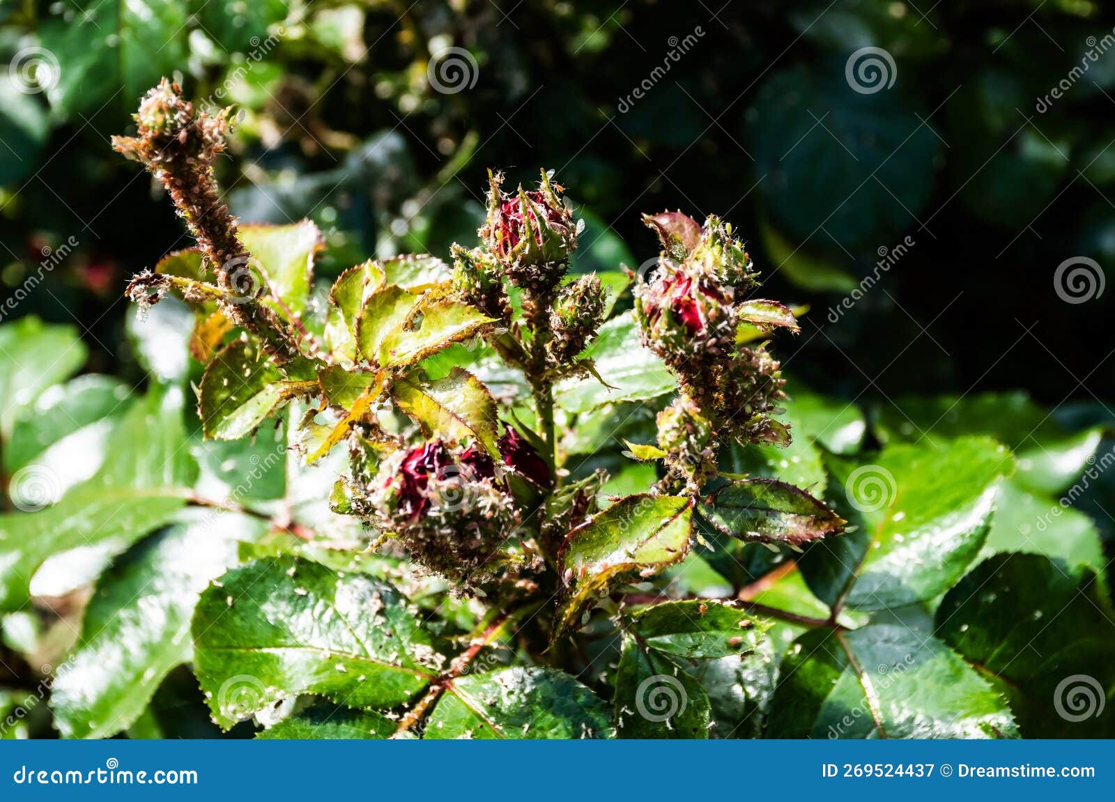 Aphids (greenfly and Blackfly) Stock Image - Image of disease, destroy ...