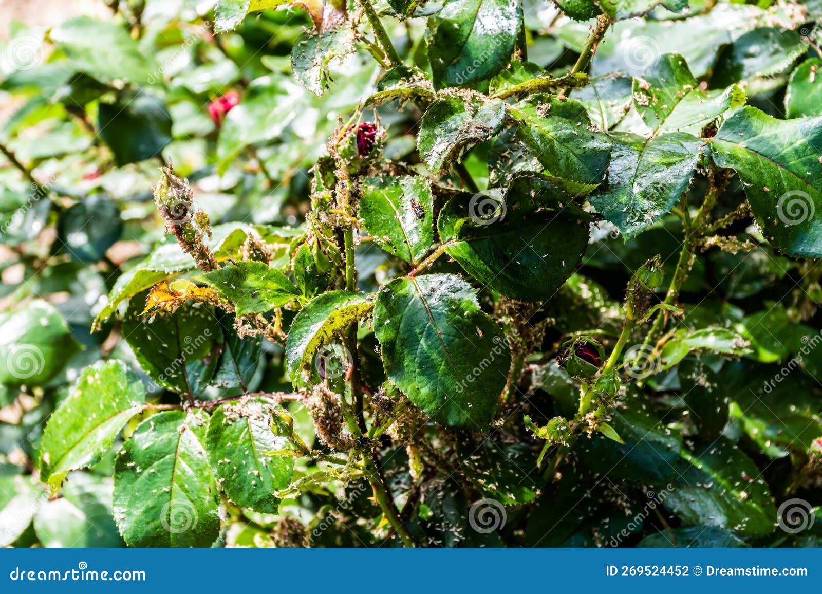 Aphids (greenfly and Blackfly) on a Rose Bud Stock Photo - Image of ...
