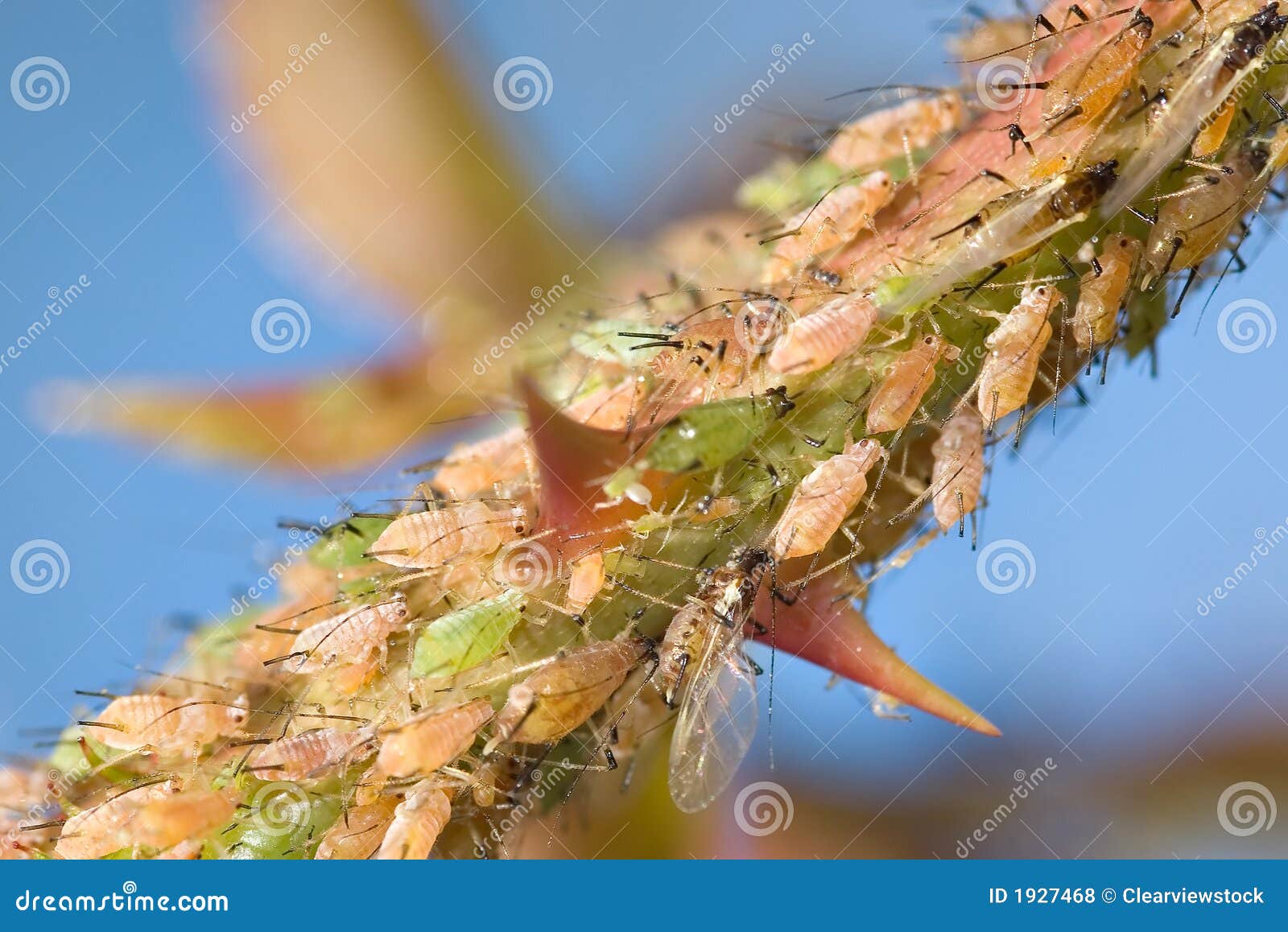 Aphids On A Branch, Orchard, Garden Insects, Royalty-Free Stock Photo ...