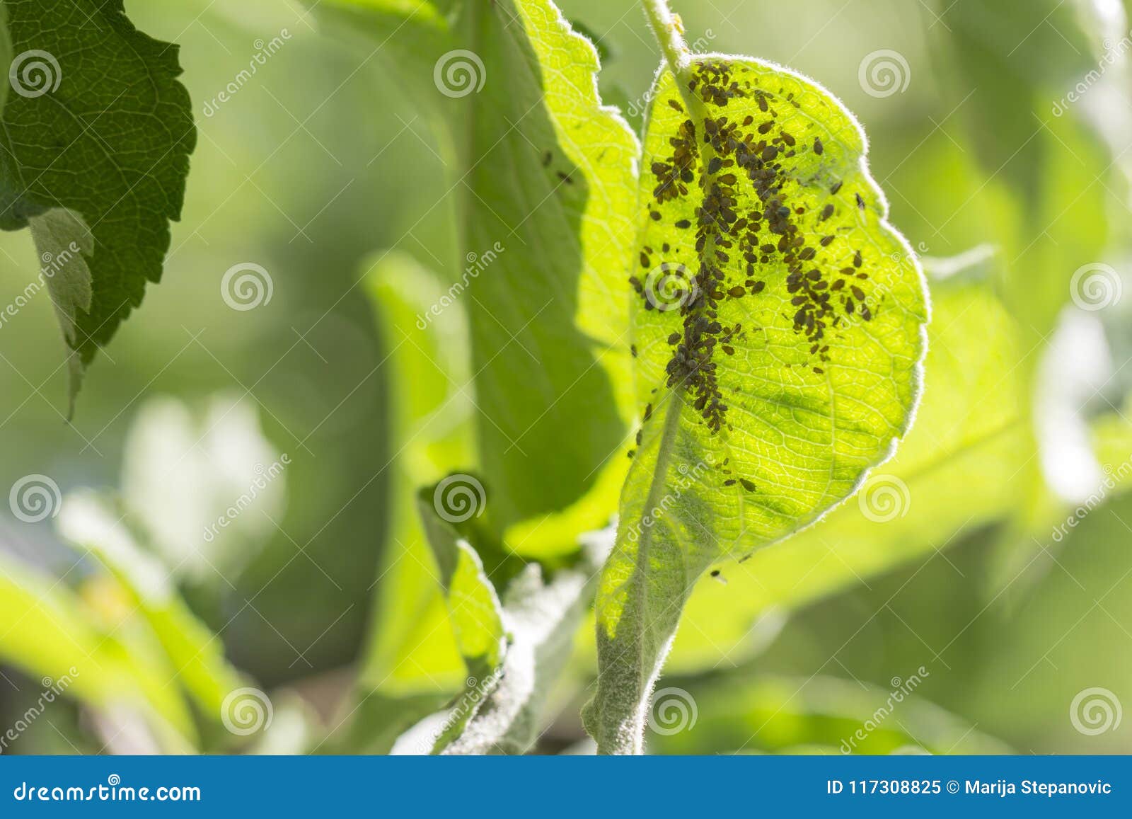 Aphids on the Inside of the Leaf. Agricultural Pest Stock Image - Image ...
