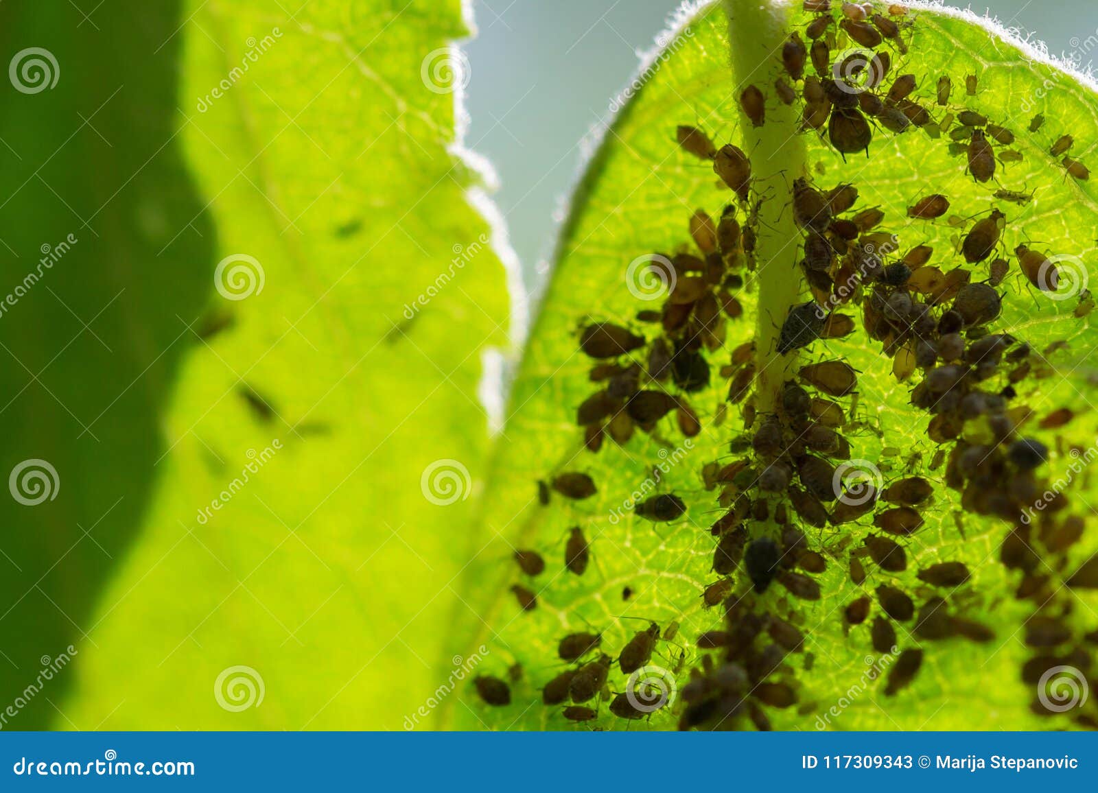 Aphids on the Inside of the Leaf. Agricultural Pest Stock Image - Image ...