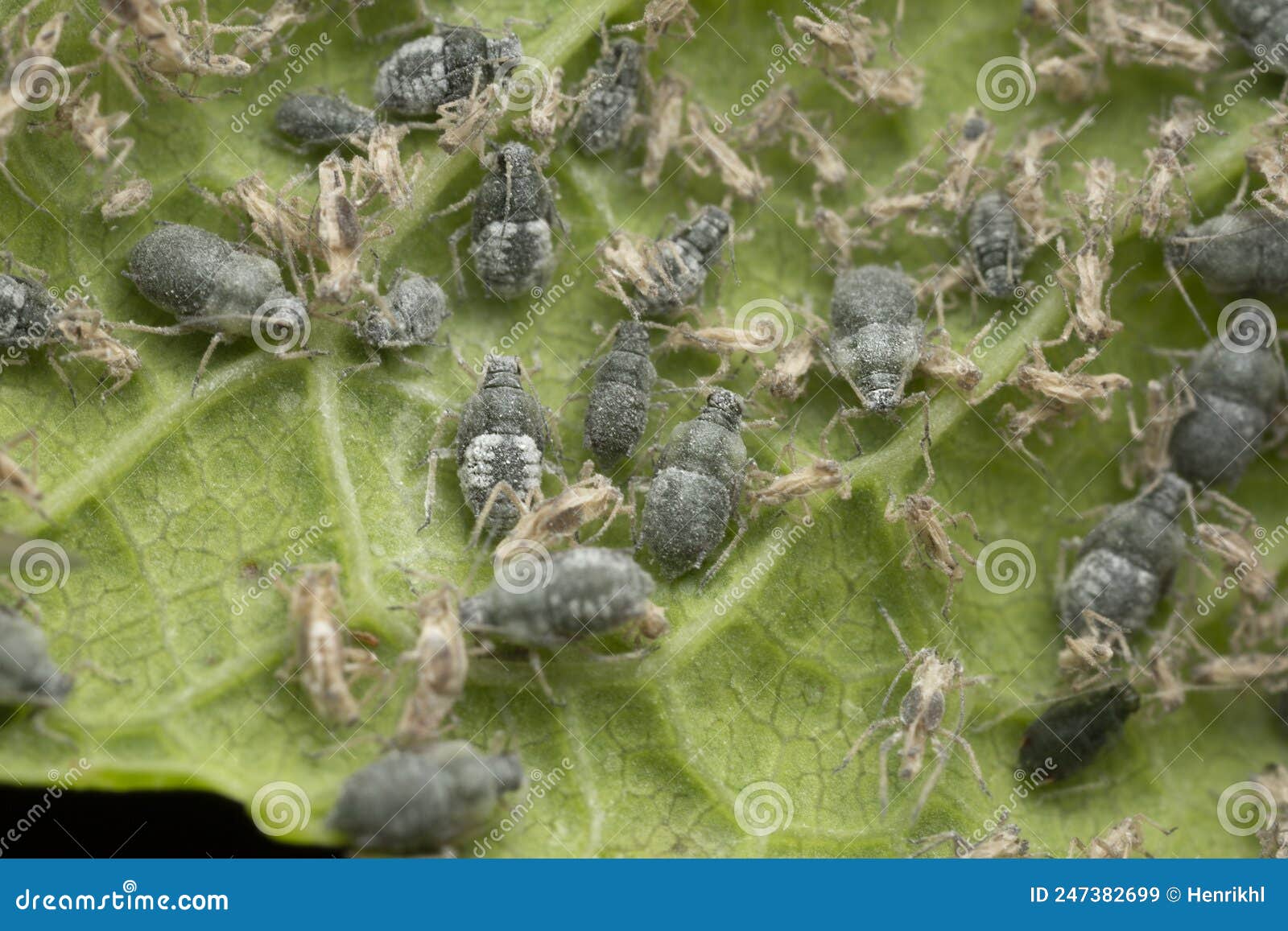Aphids on leaf stock image. Image of wild, detail, invertebrates ...