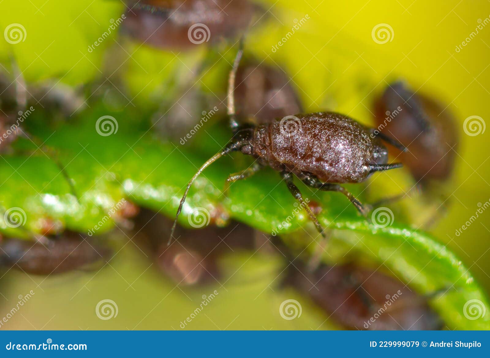 Aphids on a Leaf of a Tree. Stock Image - Image of damage, close: 229999079