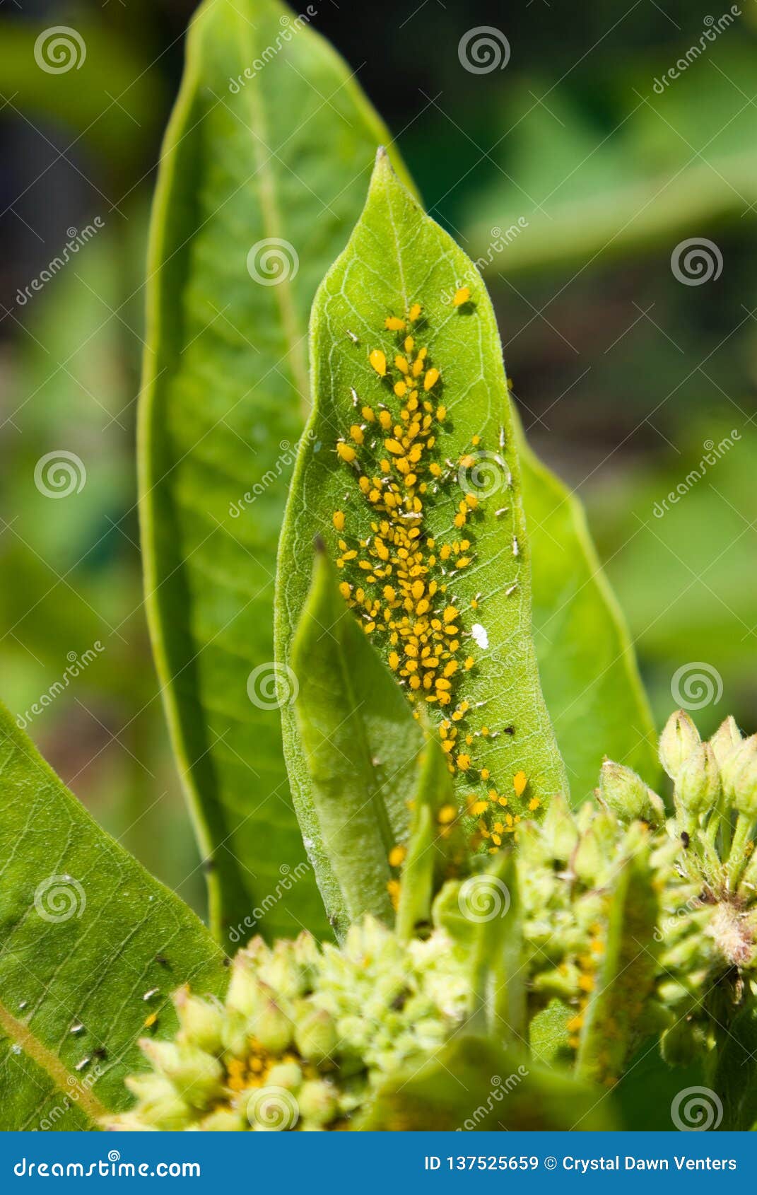 Aphids on a Leaf stock image. Image of garden, nymphs - 137525659