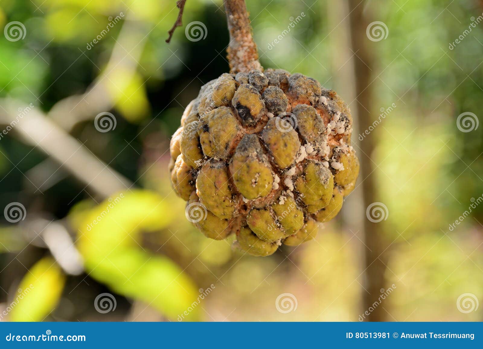 Aphids little stock image. Image of insect, garden, close - 80513981