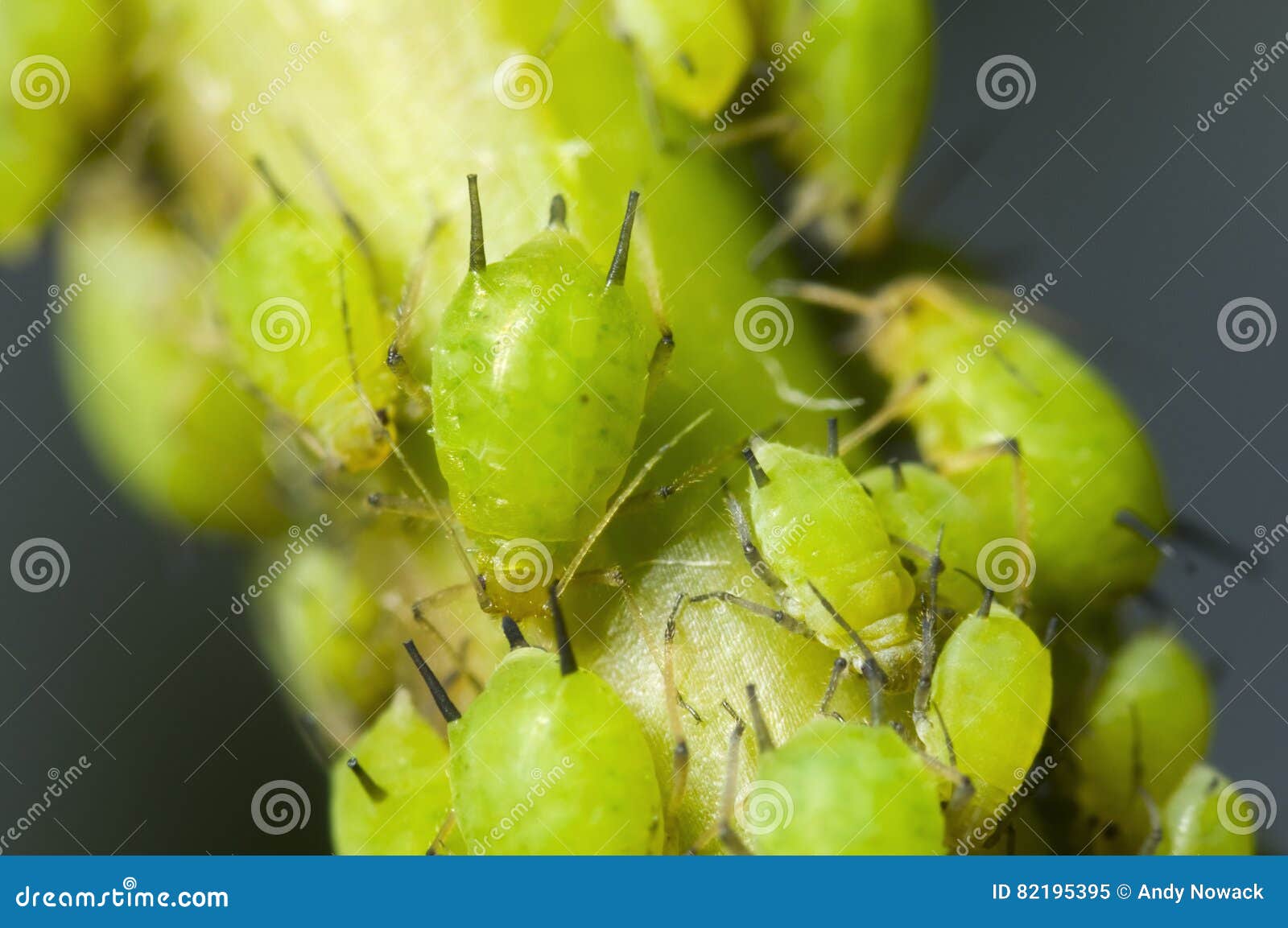 Aphids stock image. Image of green, close, pest, group - 82195395