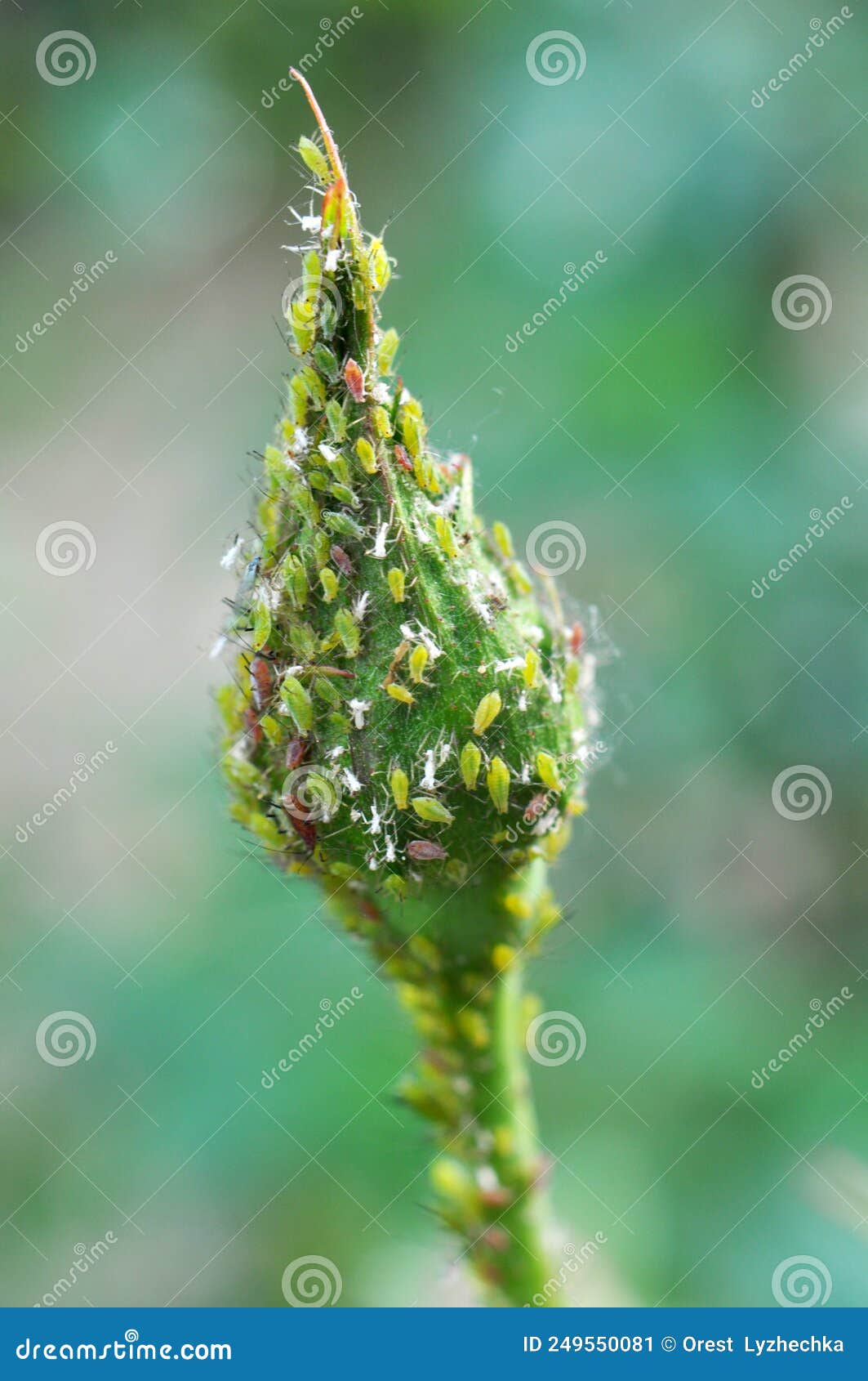 Aphids Macrosiphum Rosae on a Rose Stock Image - Image of gardening ...