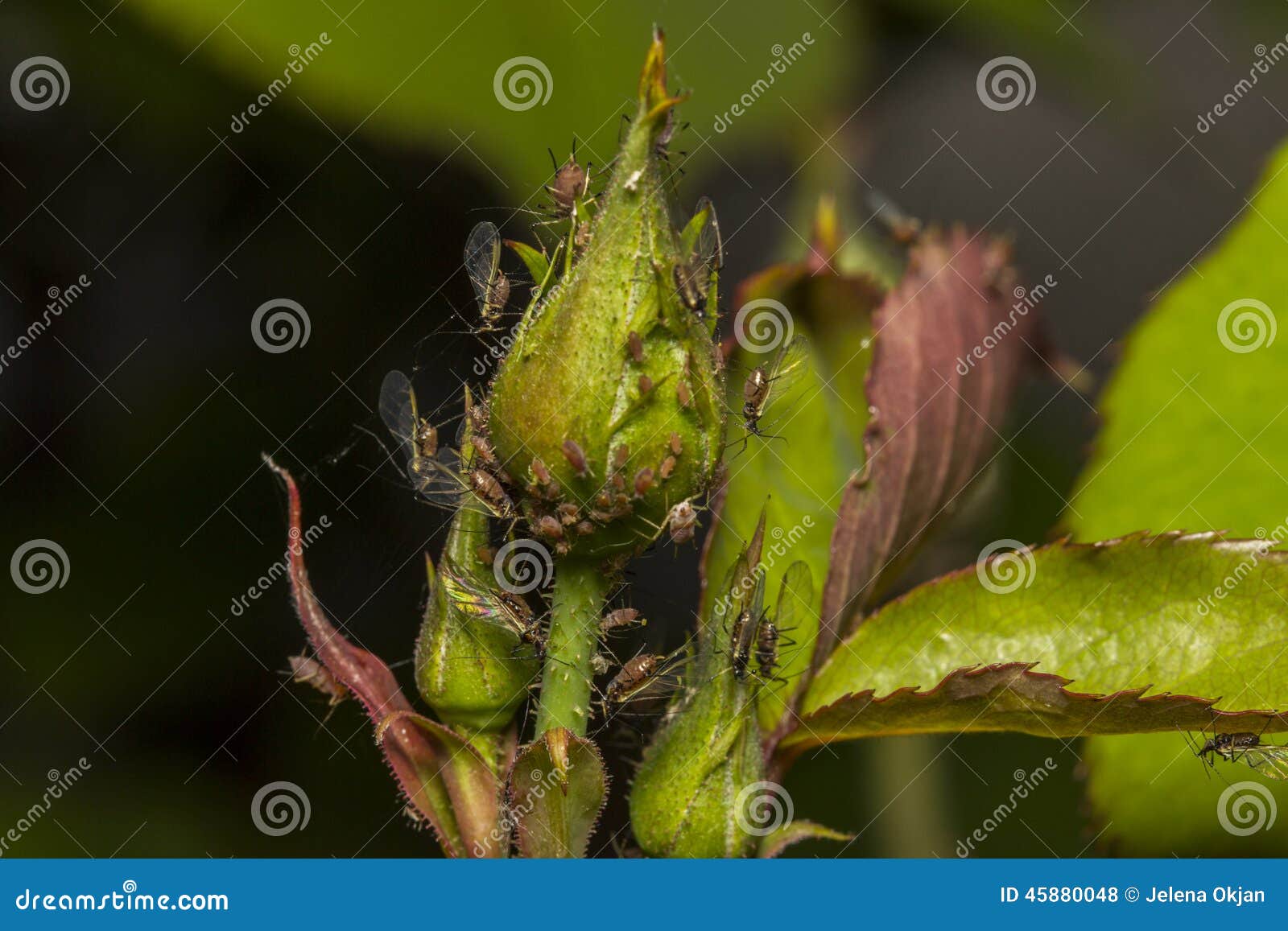 Aphids Are Parasites On The Bark Of A Tree. Stock Photography ...