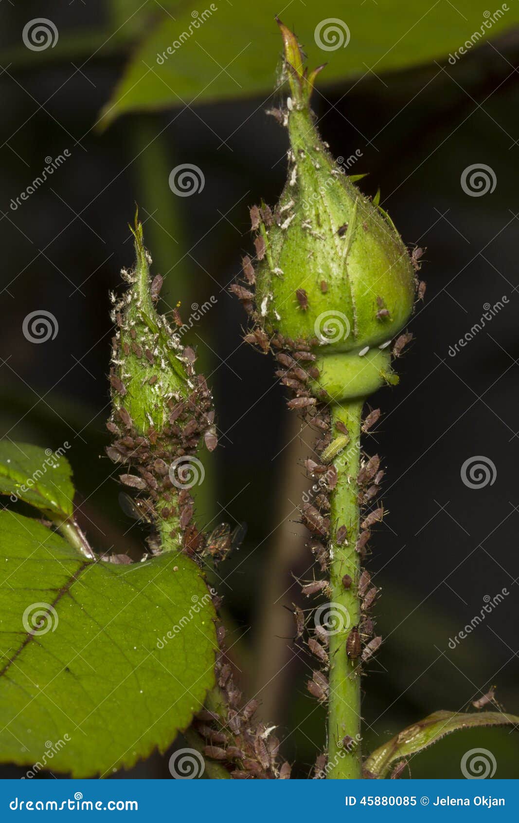 Aphids Are Parasites On The Bark Of A Tree. Stock Photography ...