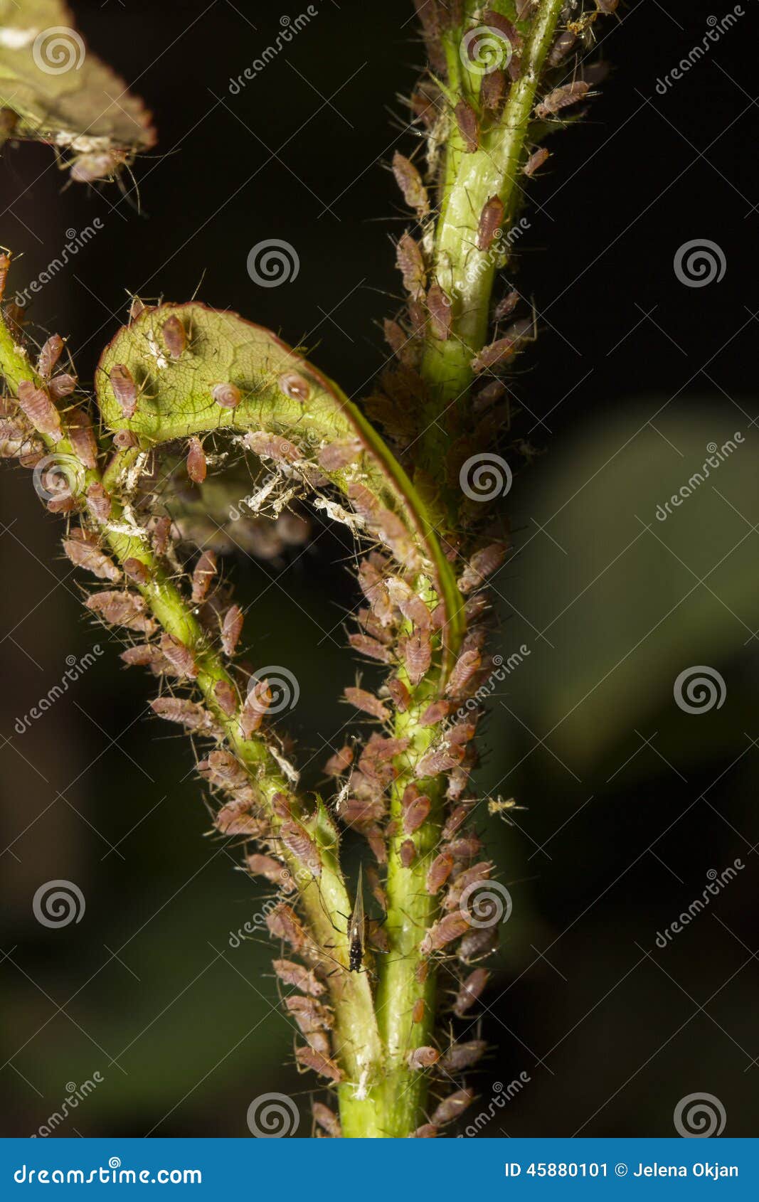 Aphids Are Parasites On The Bark Of A Tree. Stock Photography ...