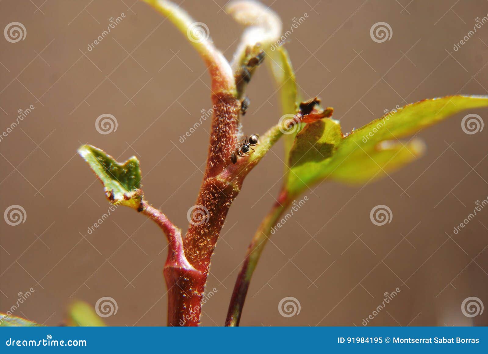 Aphids Are Parasites On The Bark Of A Tree. Stock Photography ...