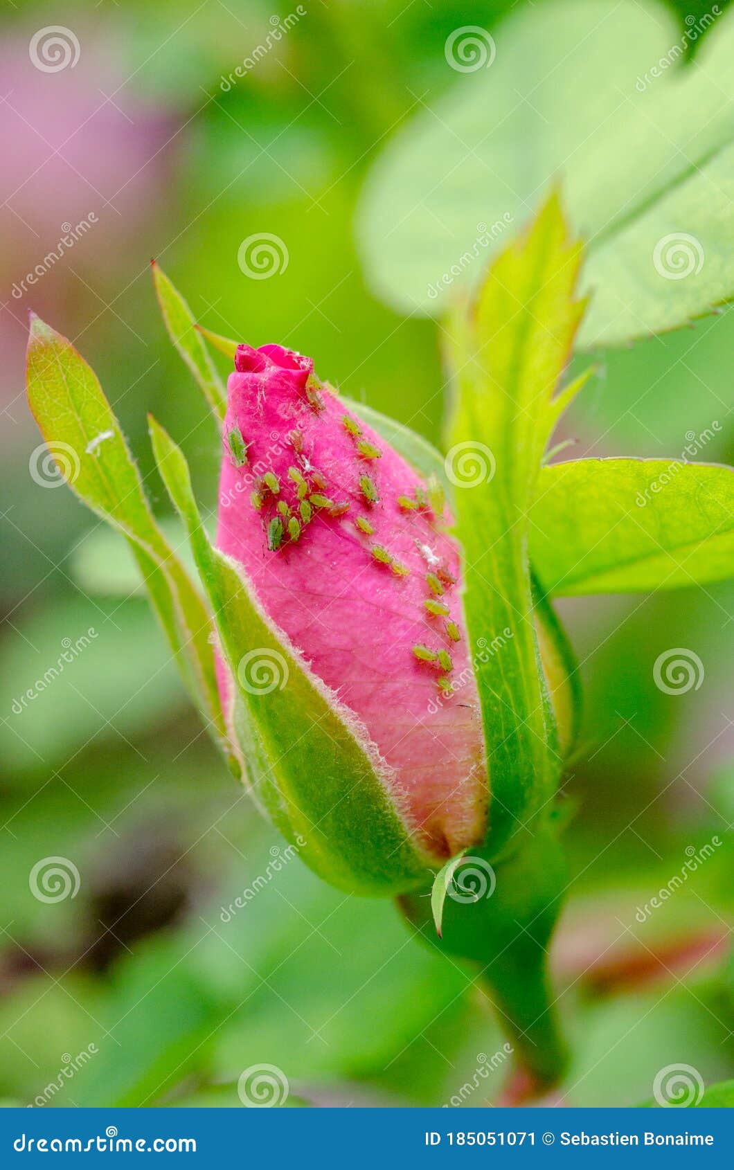 Aphids on Pink Rose with Green Background Stock Image - Image of flora ...