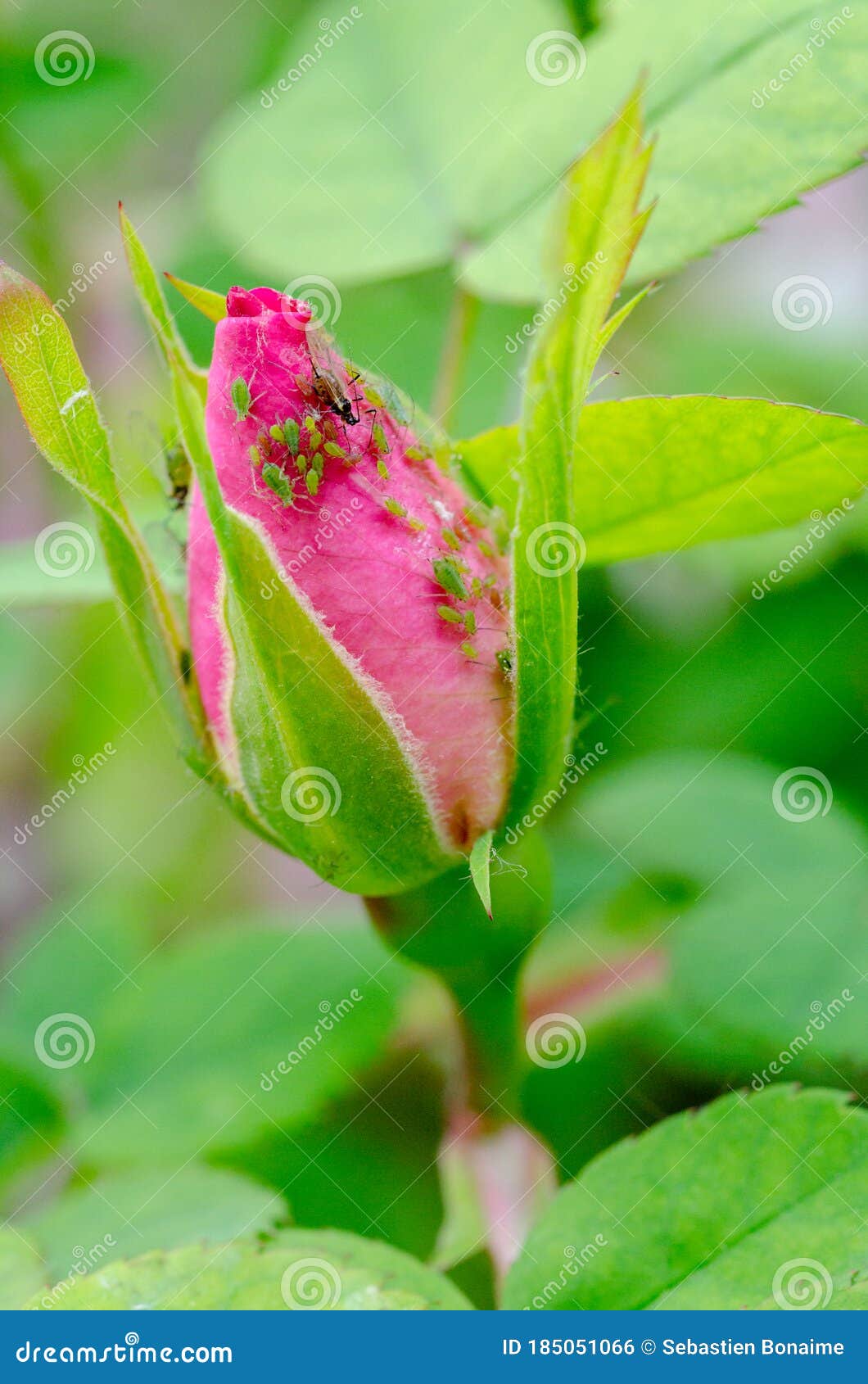 Aphids on Pink Rose with Green Background Stock Photo - Image of ...