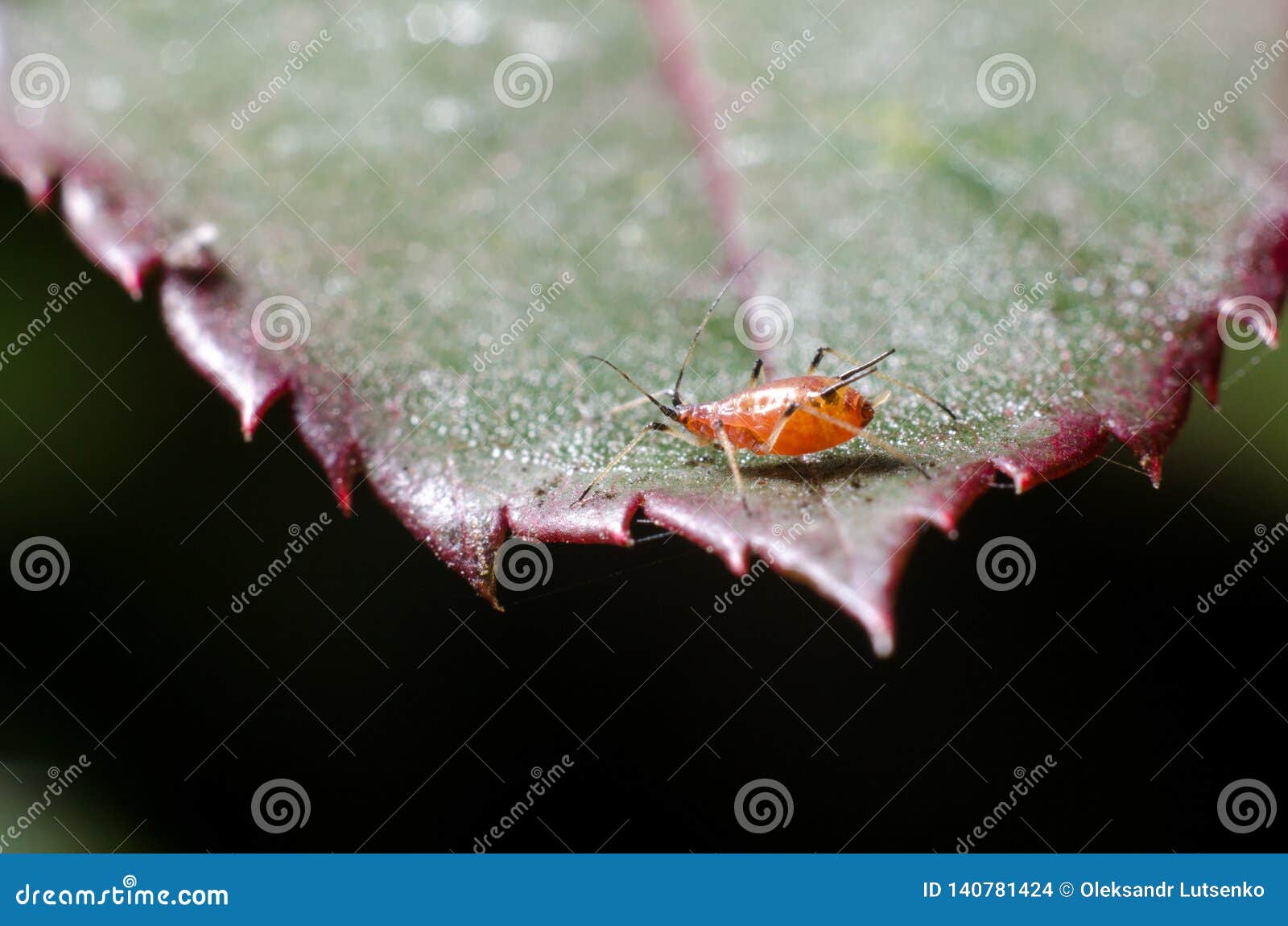 Aphids on a plant stock photo. Image of face, avenae - 140781424