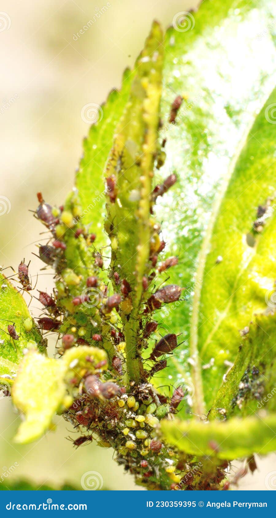 Aphids on a plant stock image. Image of imbabura, leaf - 230359395