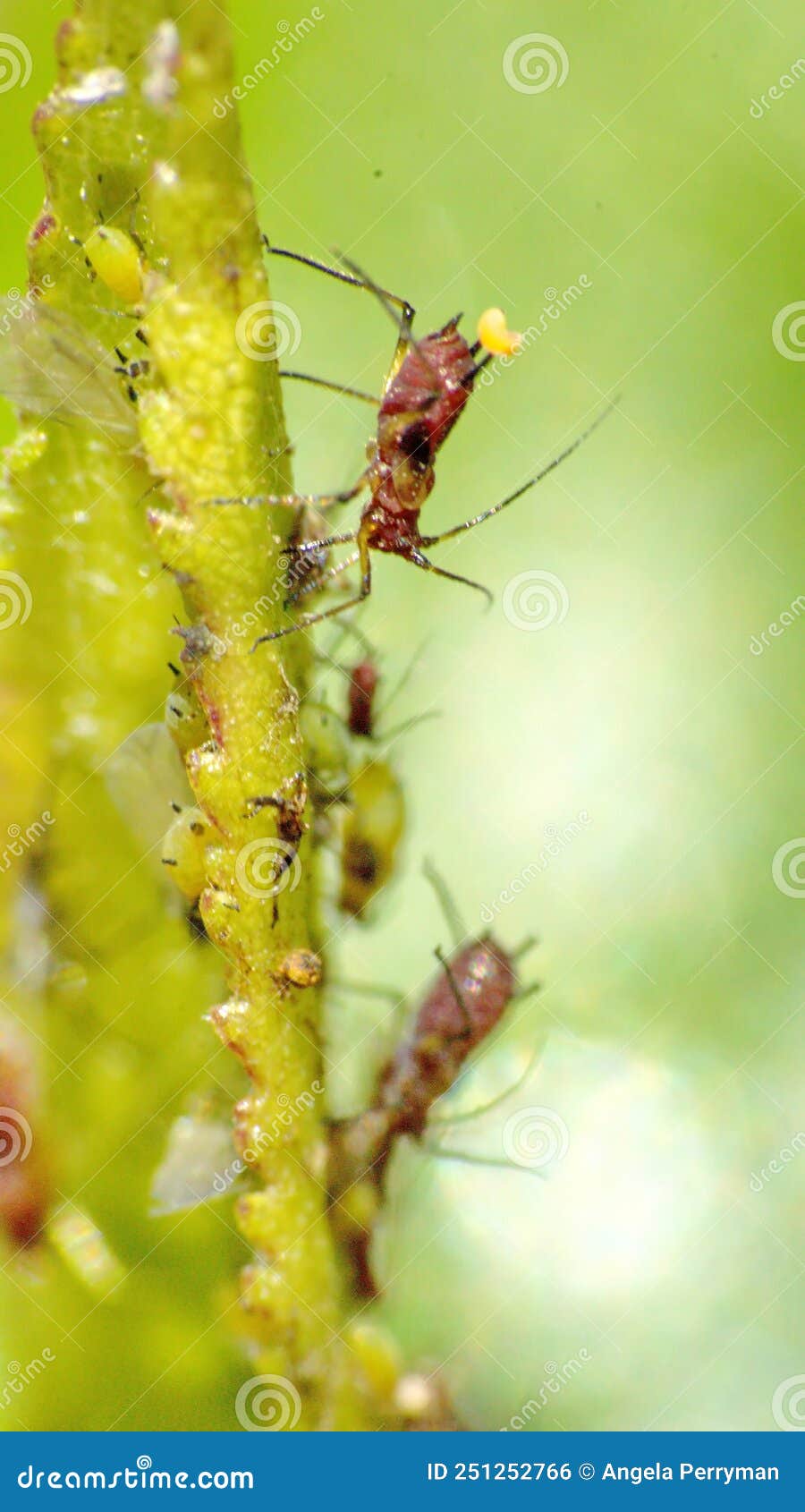 Aphids on a plant stock photo. Image of cotacachi, green - 251252766