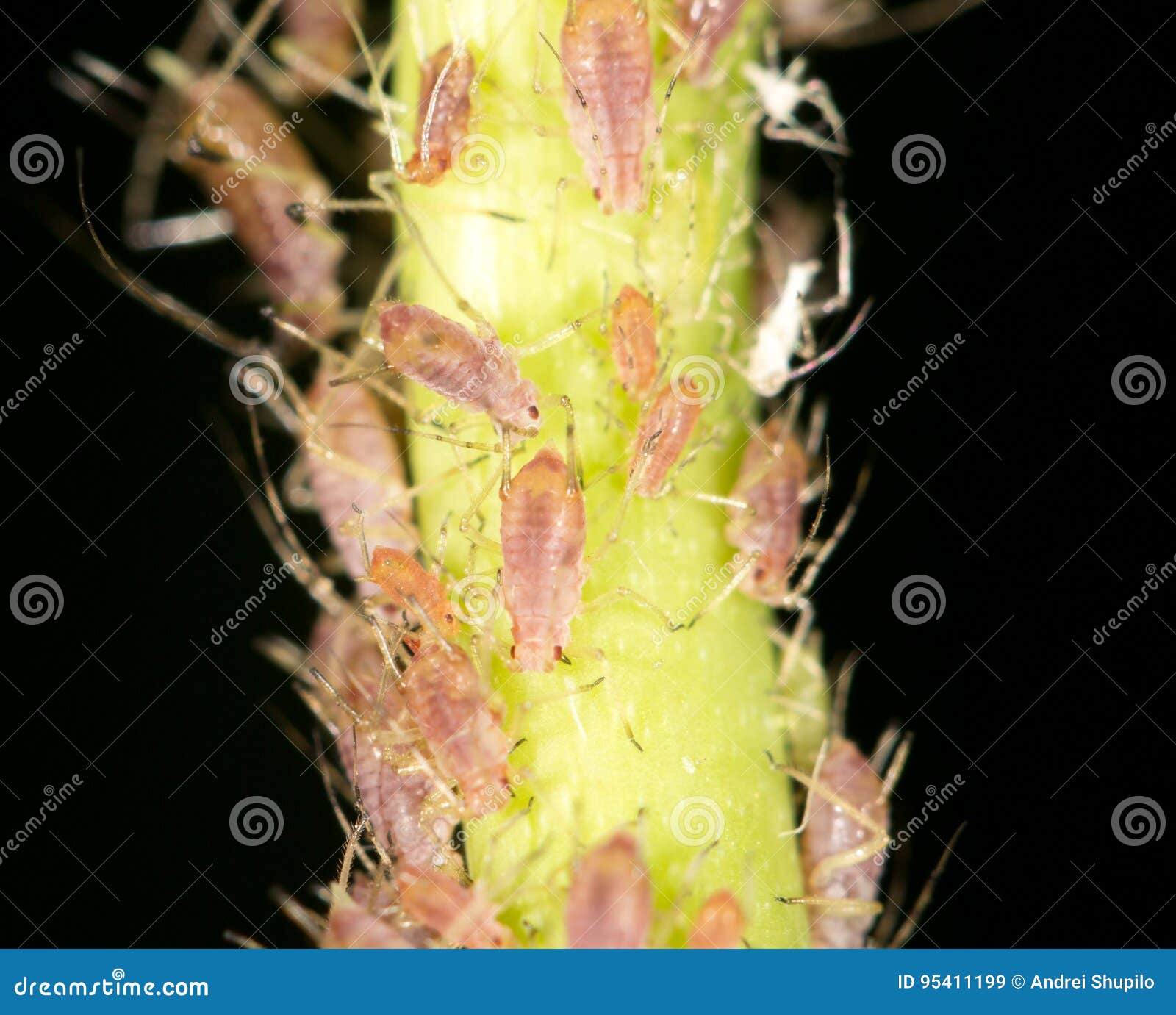 Aphids on the plant. close stock image. Image of macro - 95411199